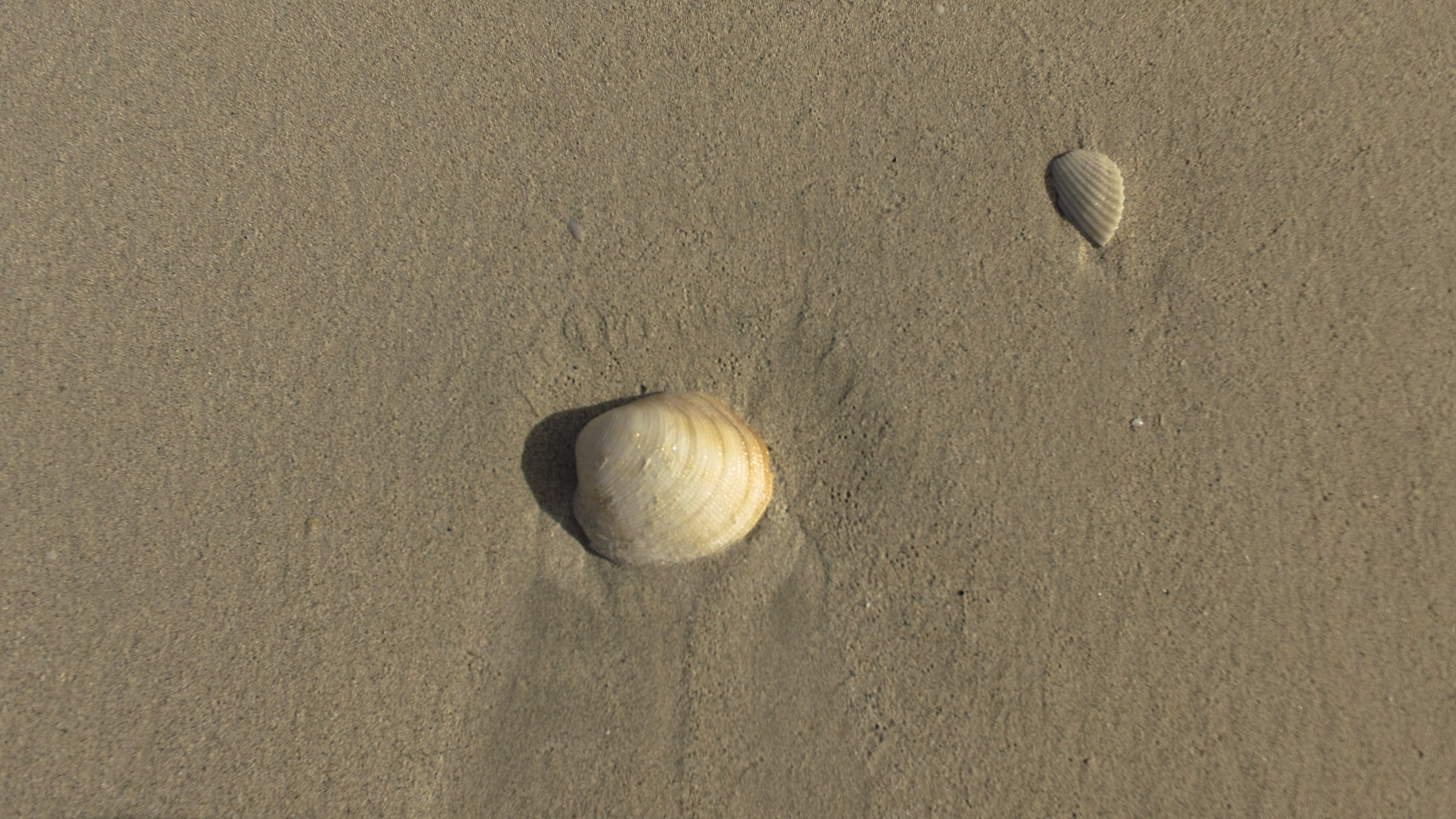 Seashell Scallop Sea free image download