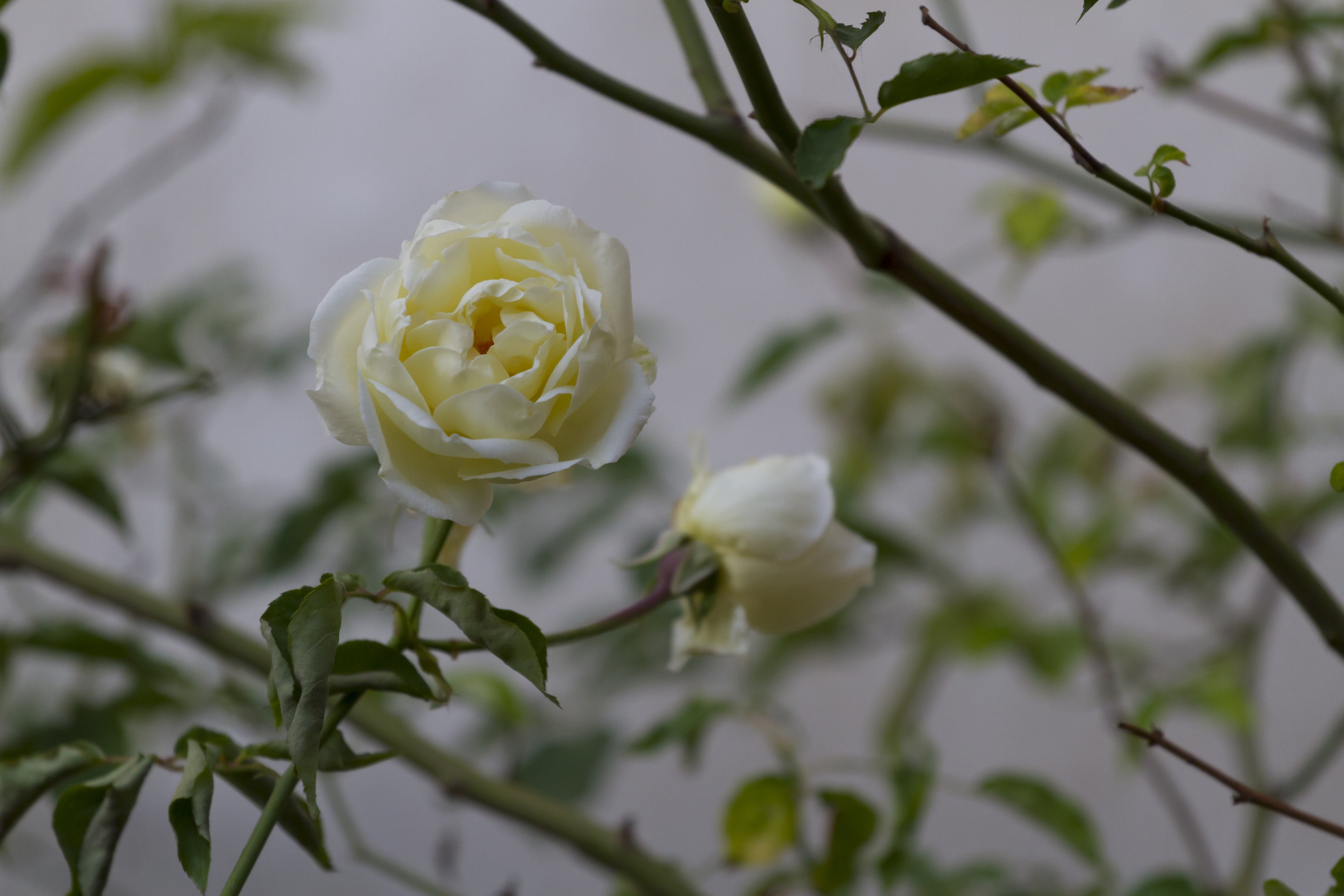 Rosa Garden Spring free image download