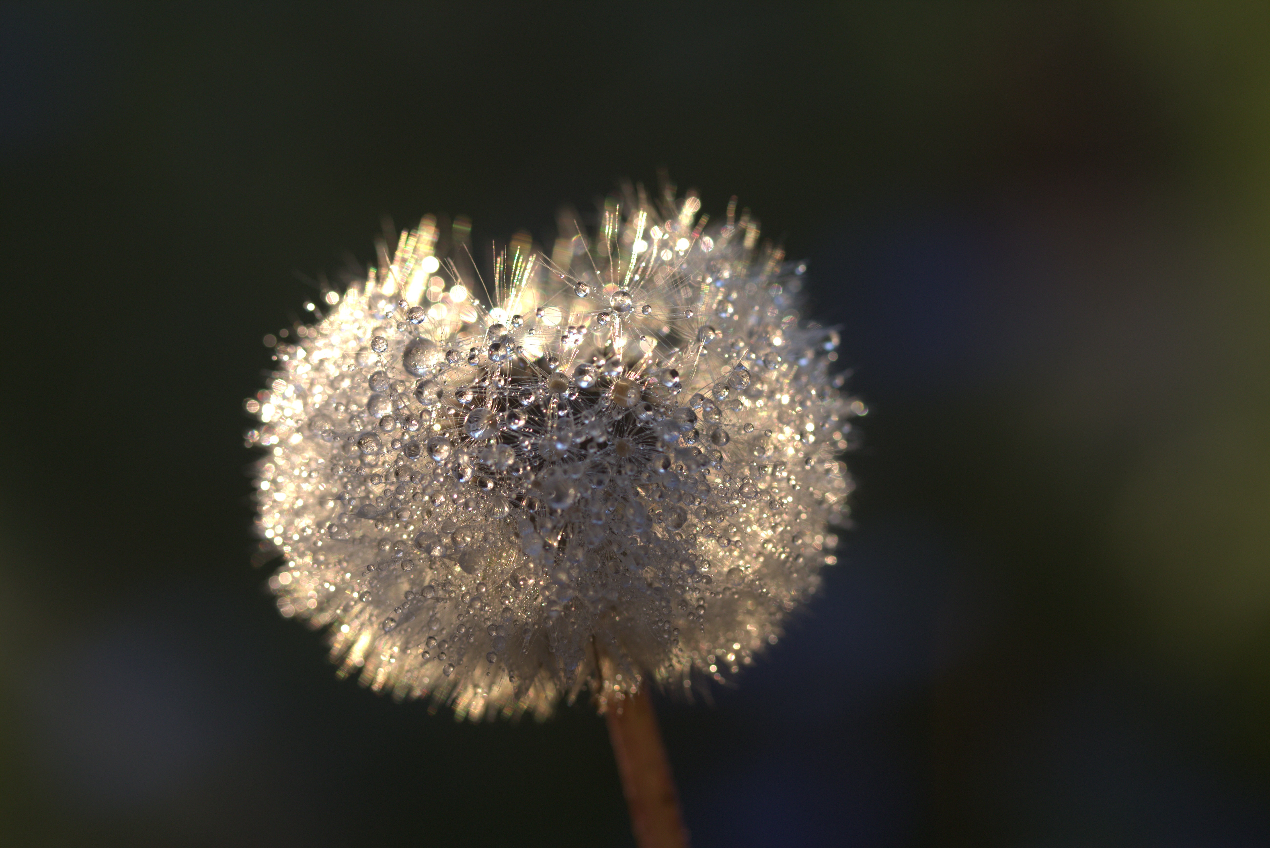 Dandelion Drops Plant free image download