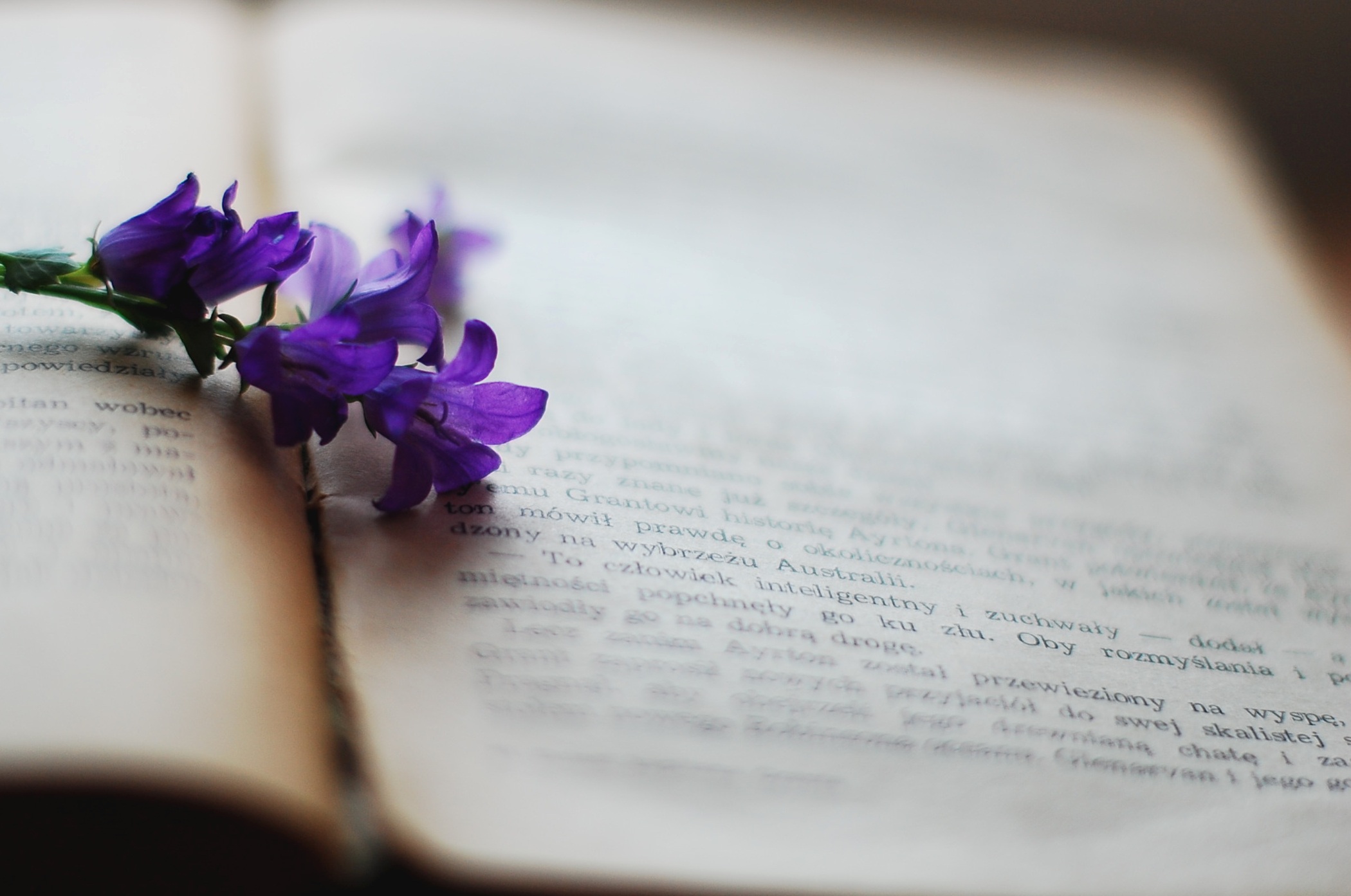Book Flower Violet Old free image download