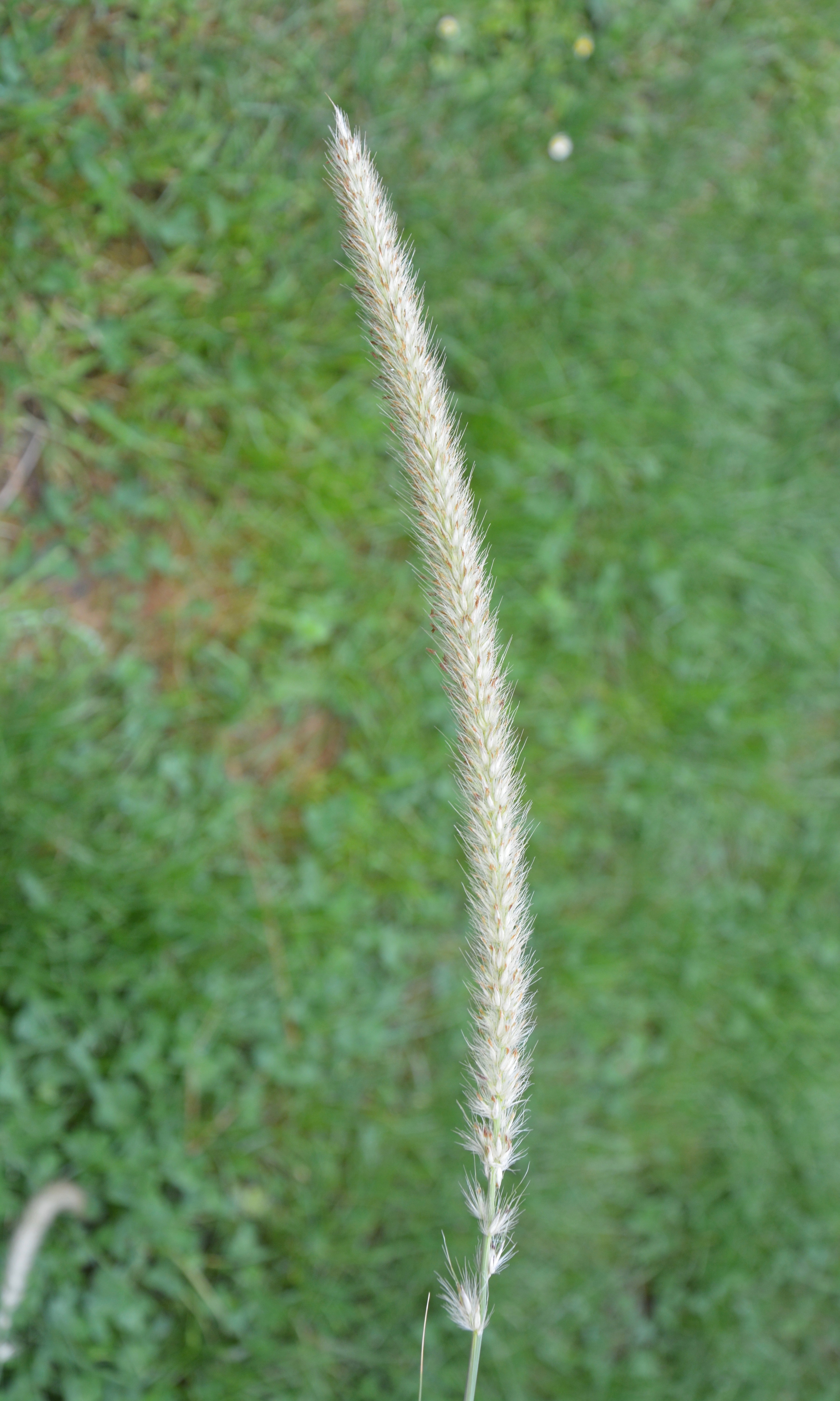 Spikes Nature Wild Plant free image download
