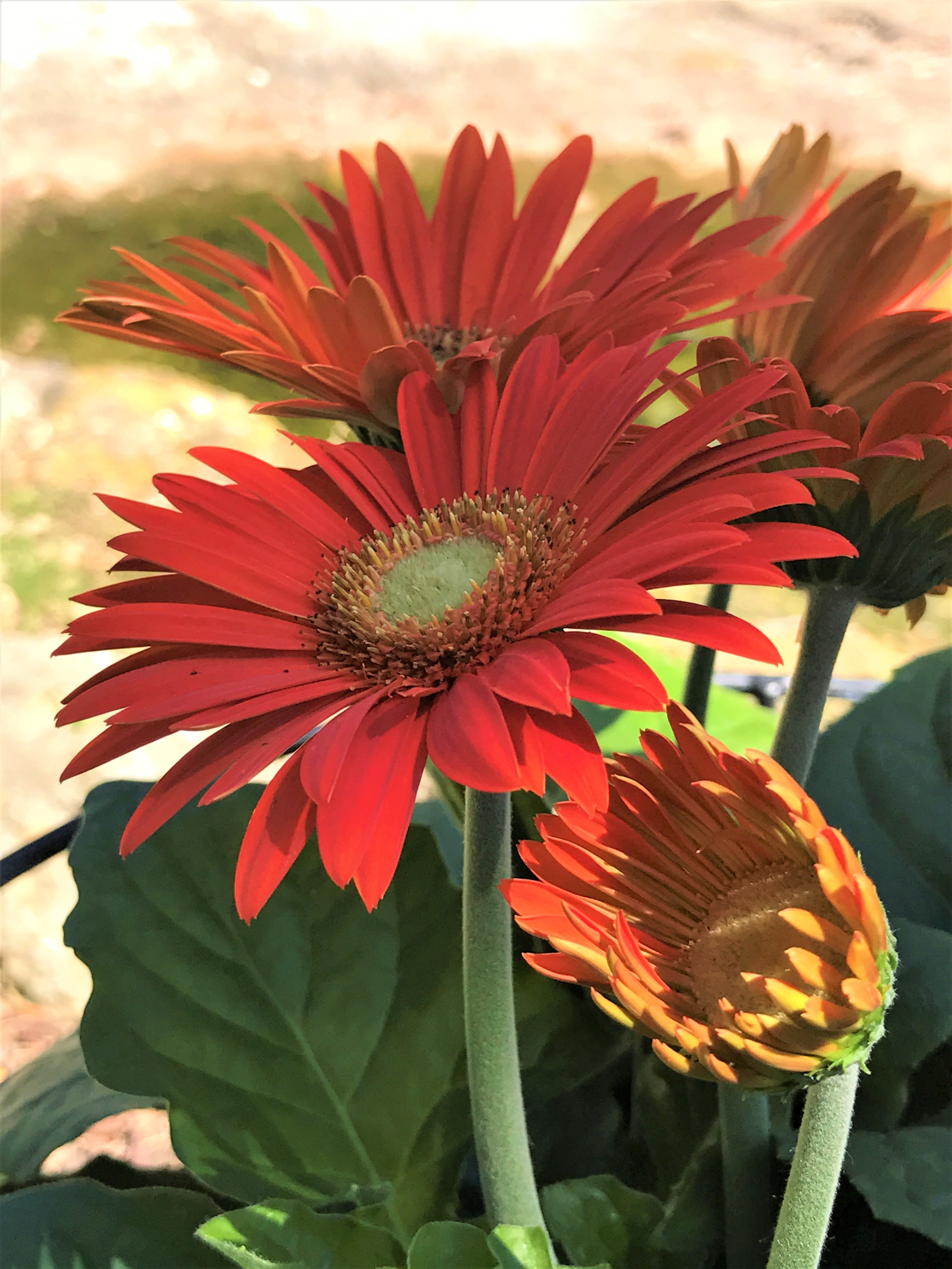 Flowers Red Green free image download