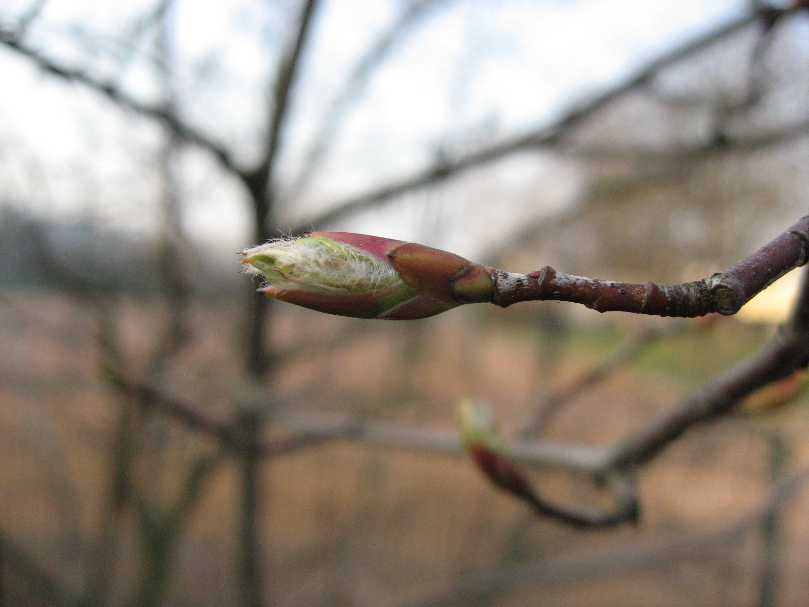 Bud Branch Spring free image download