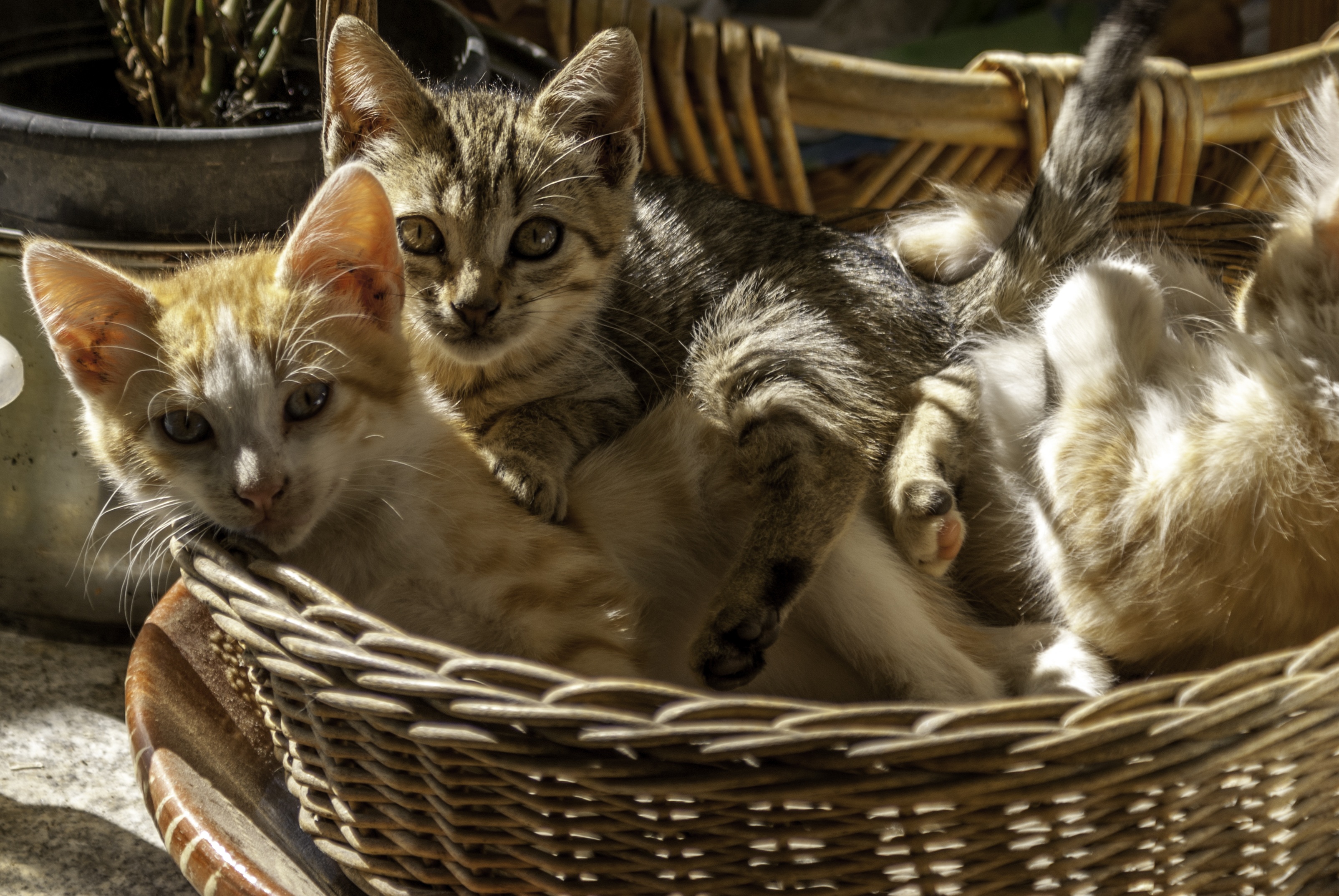 Cats Brothers Animals free image download