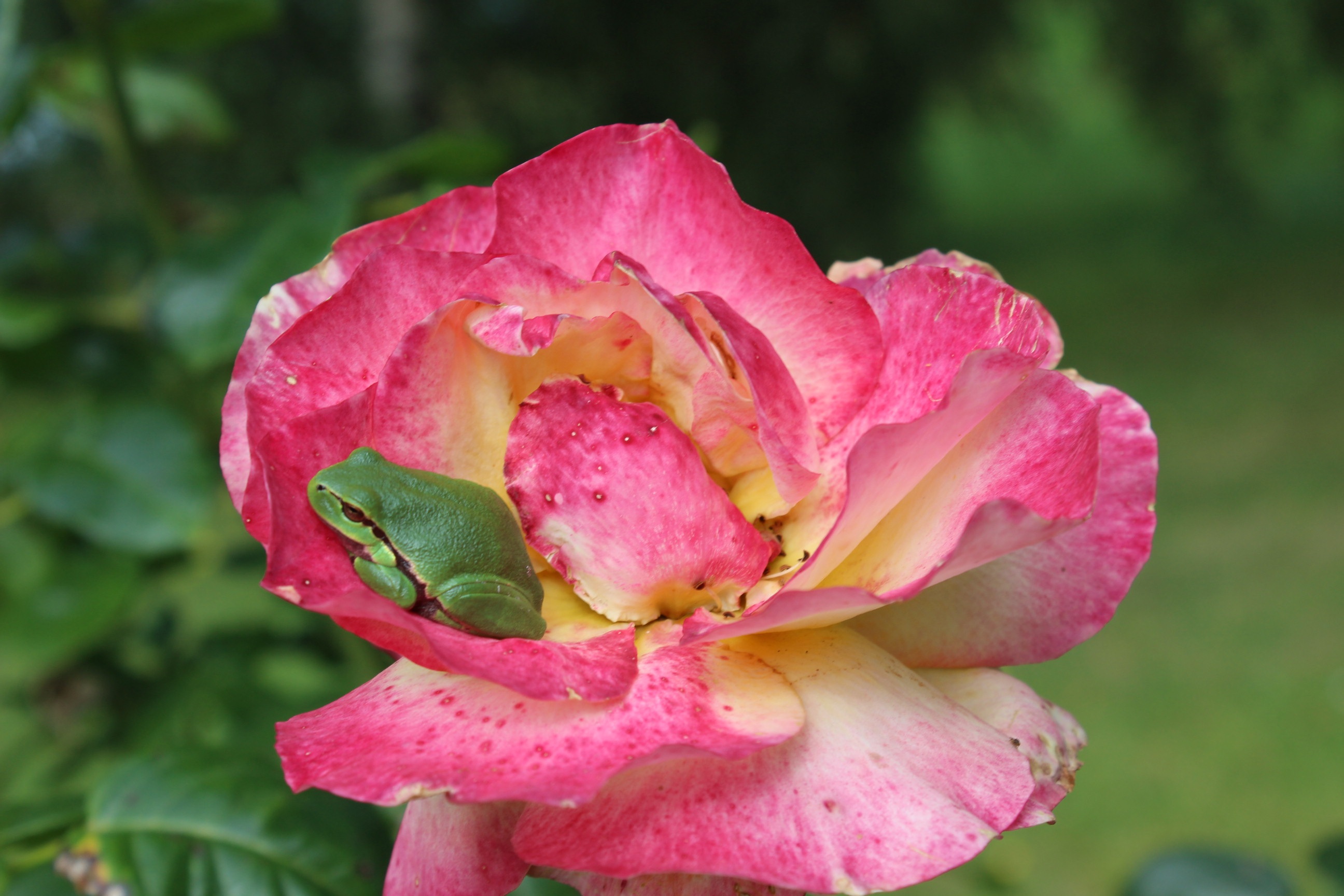 Tree Frog Rose Apartment free image download