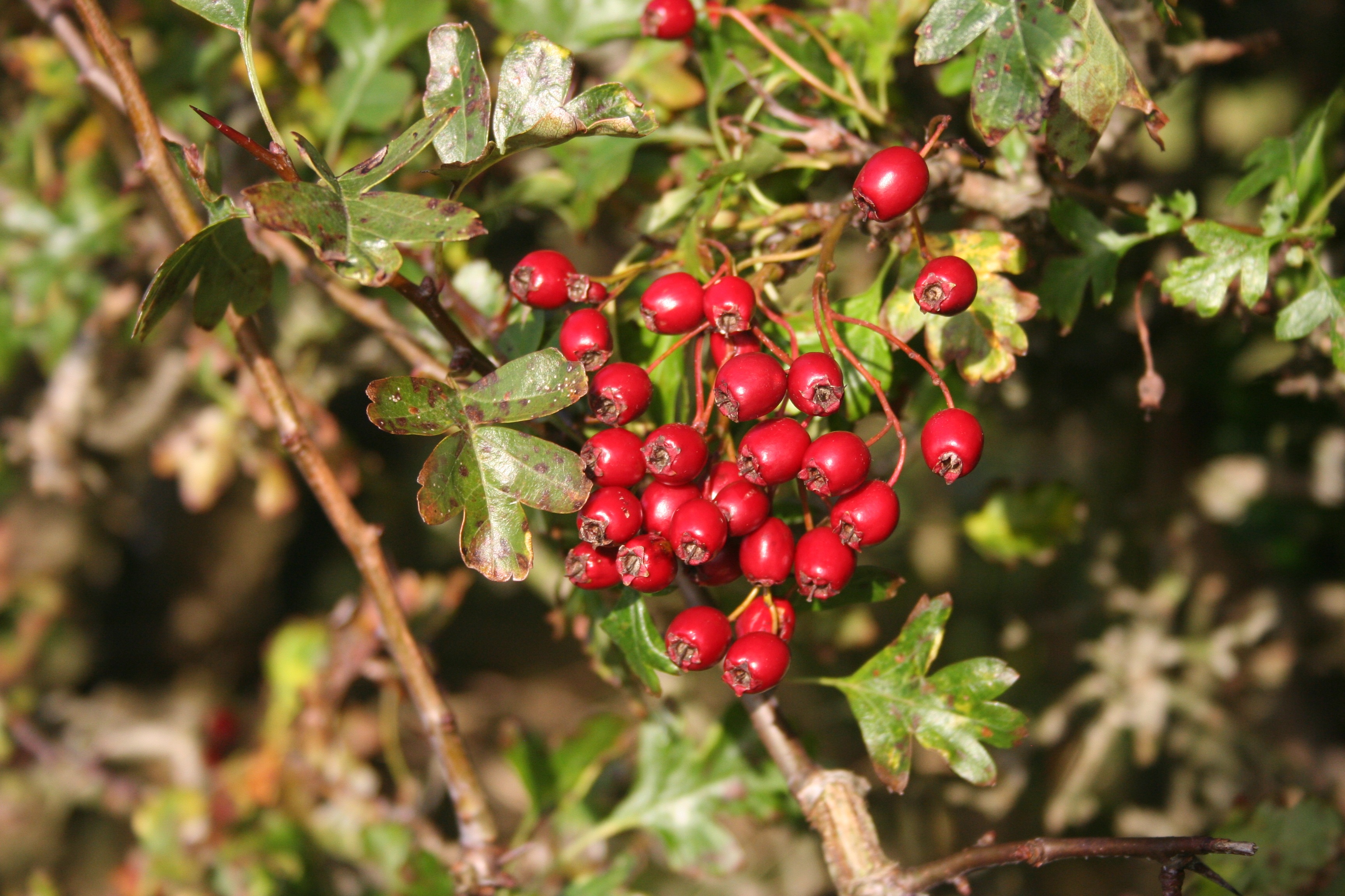 Hawthorn Haws Berries free image download