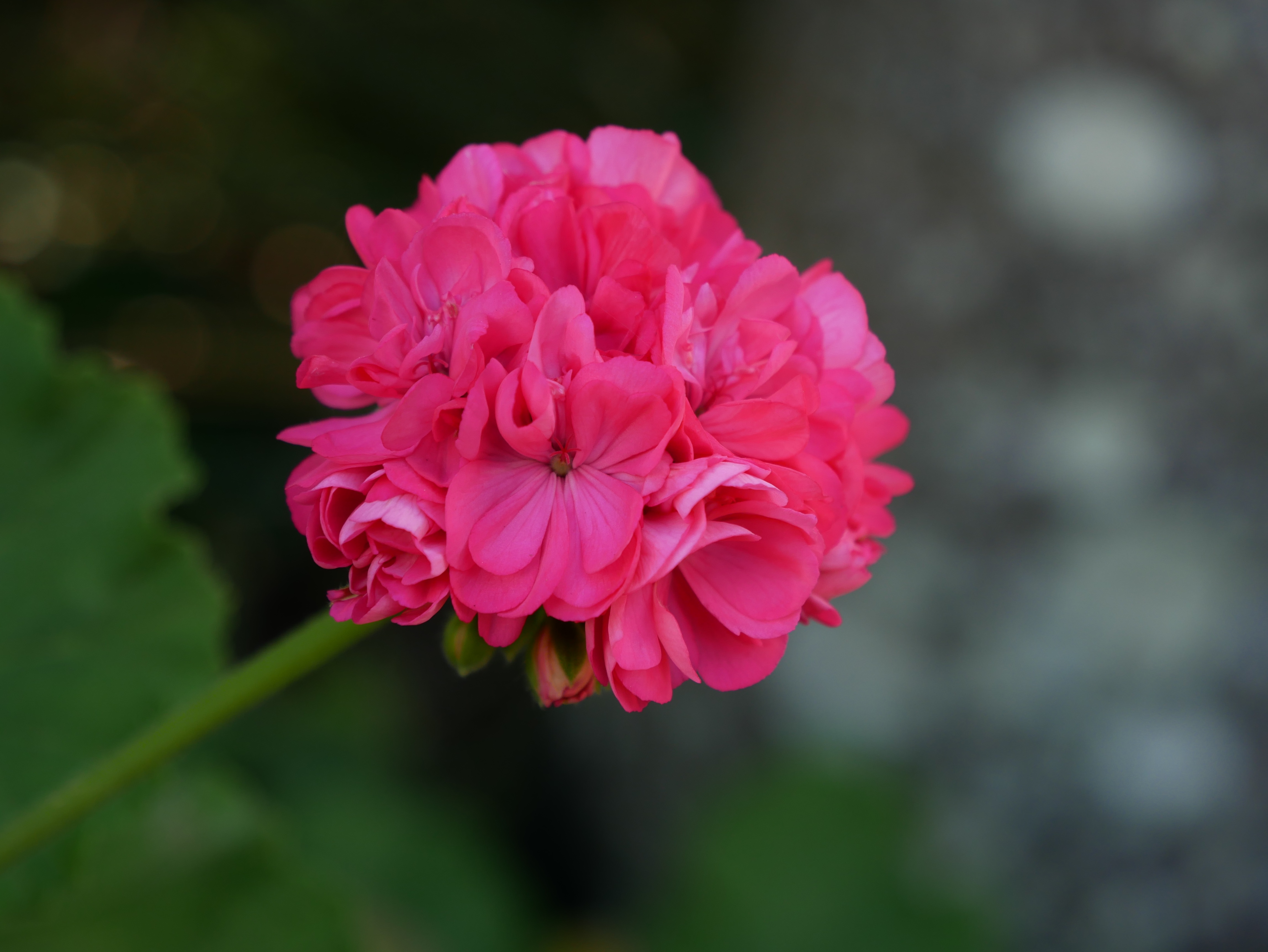 Pink Flowers Garden free image download