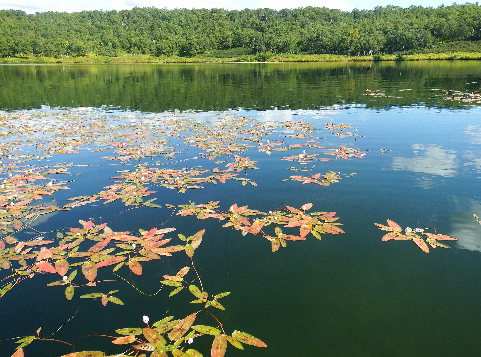 Lake Autumn Weed free image download