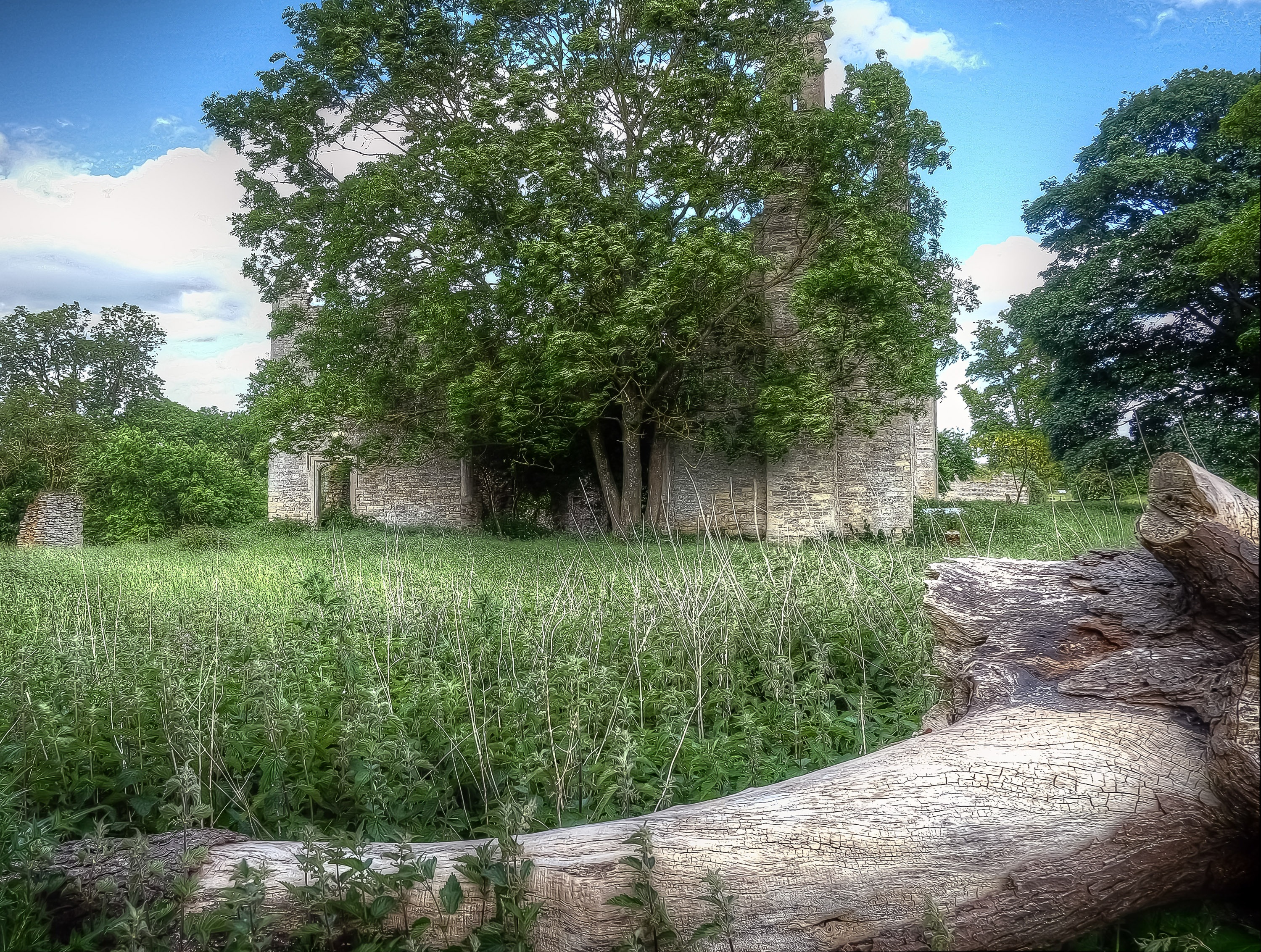 Tree Landscape Grass free image download
