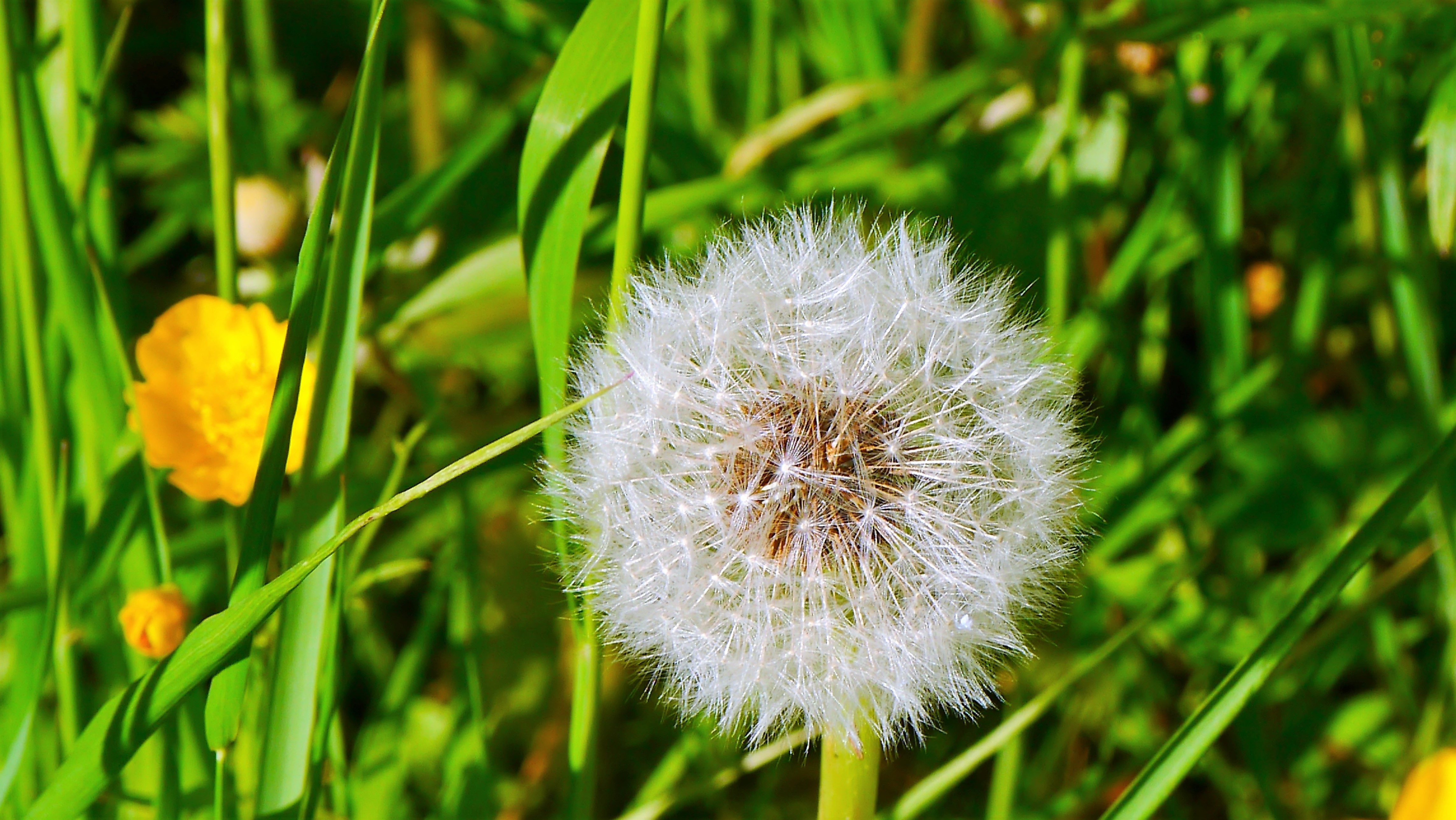 Dandelion Close Up Plant free image download