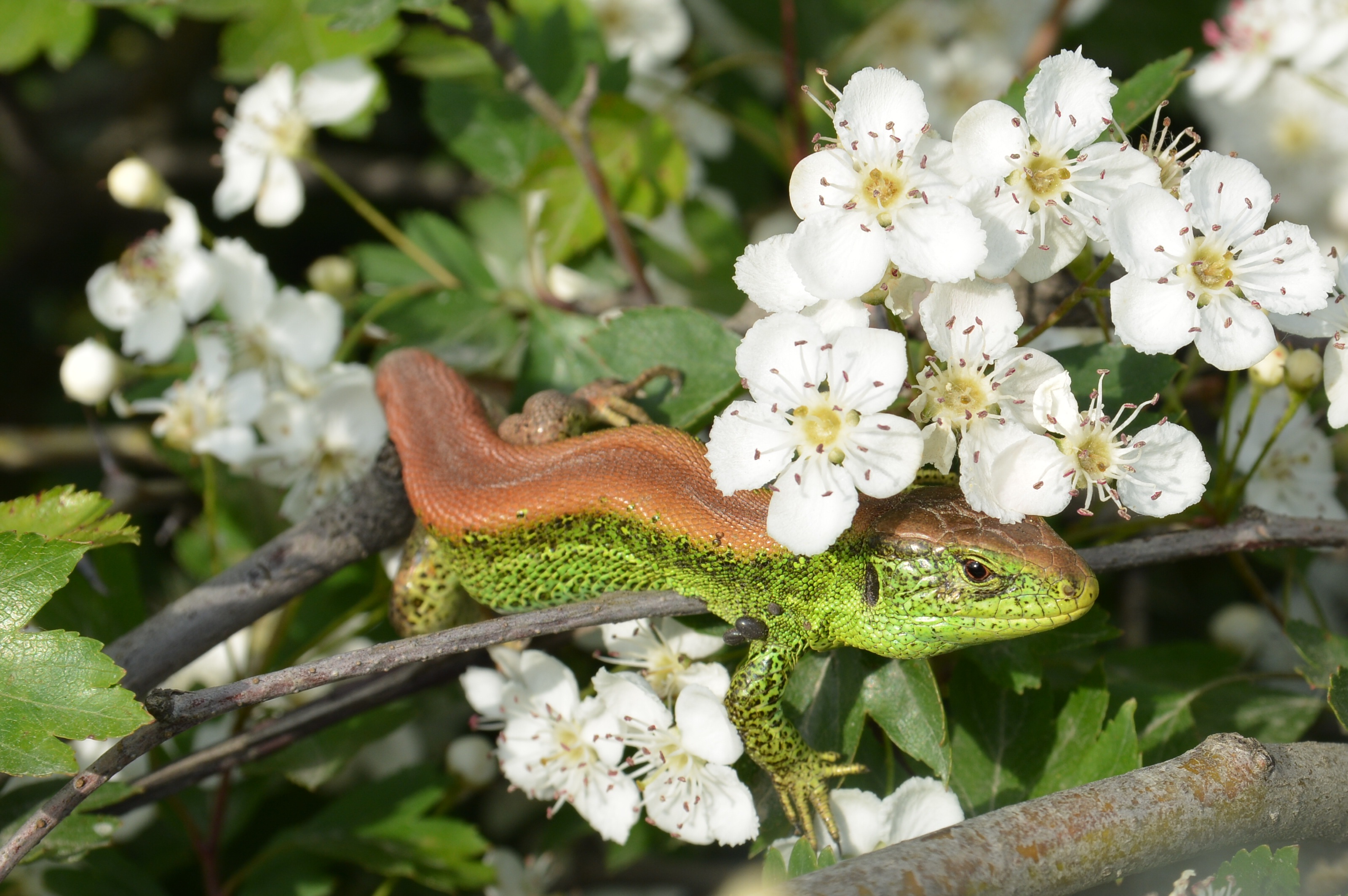 The Lizard Sand Amphibian free image download
