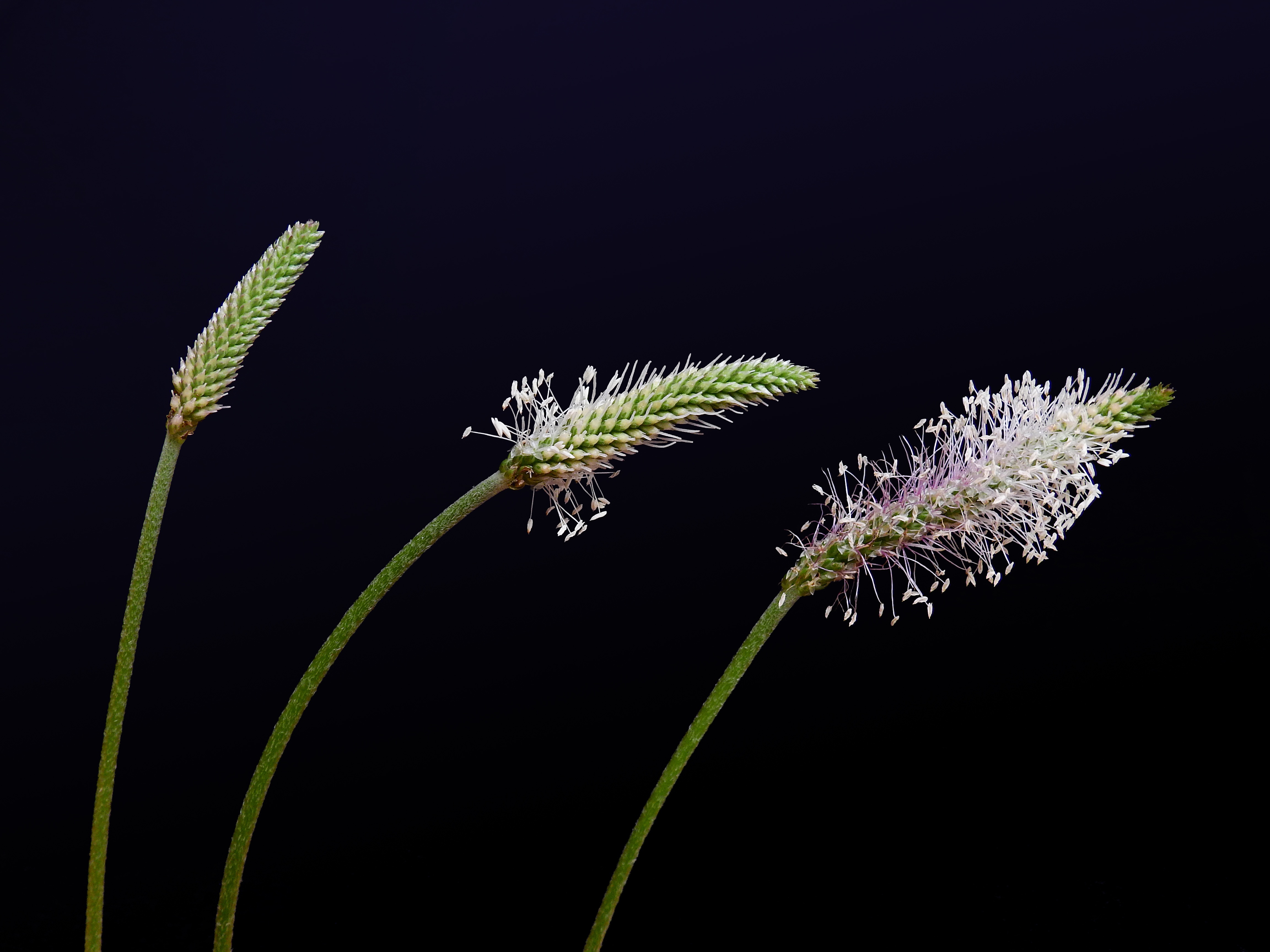 Blade Of Grass Seeds Reproduction free image download