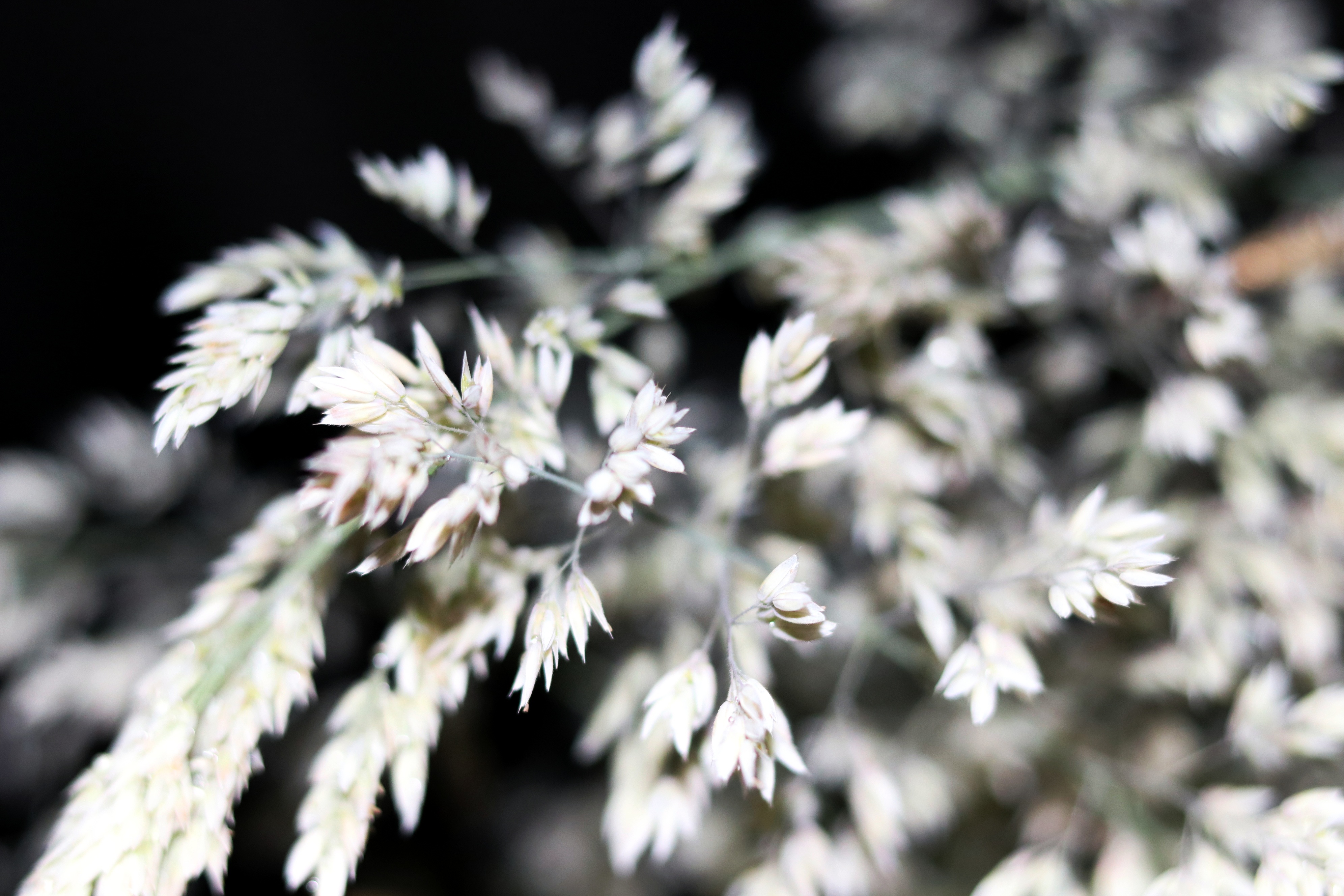 White Flower Sprig free image download