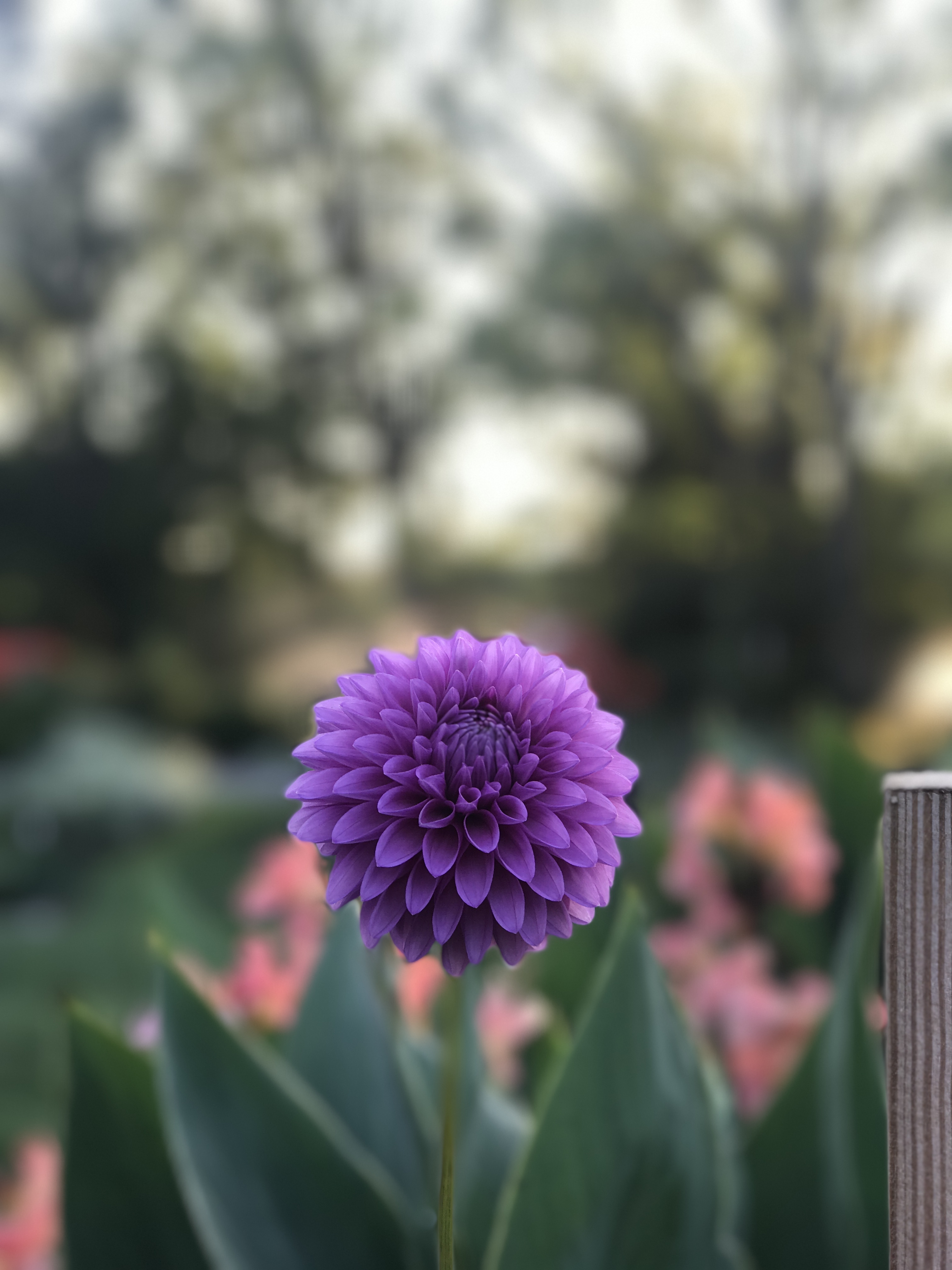 Purple fluffy flower in the garden free image download