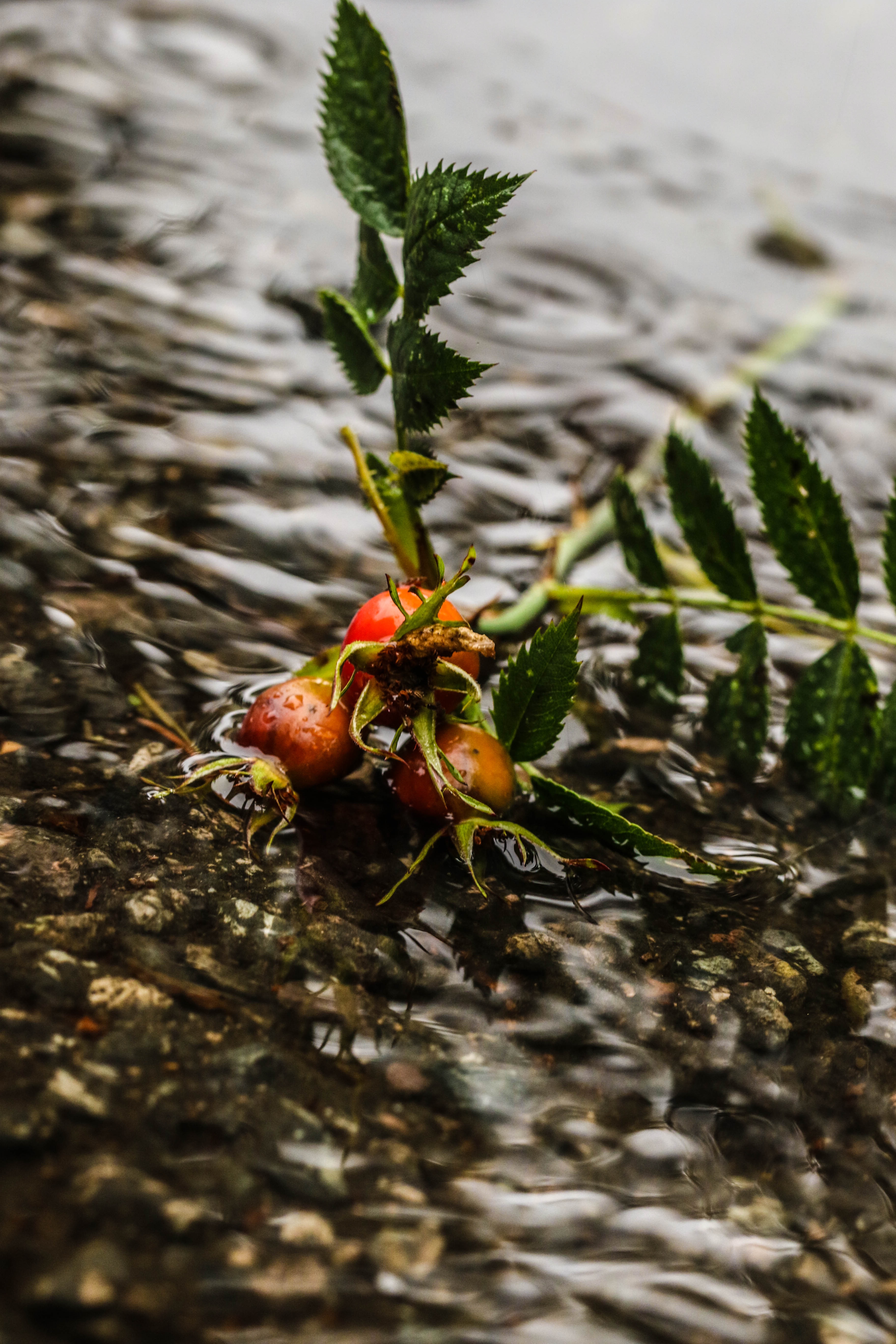 Rose-Hip Herb Plant free image download