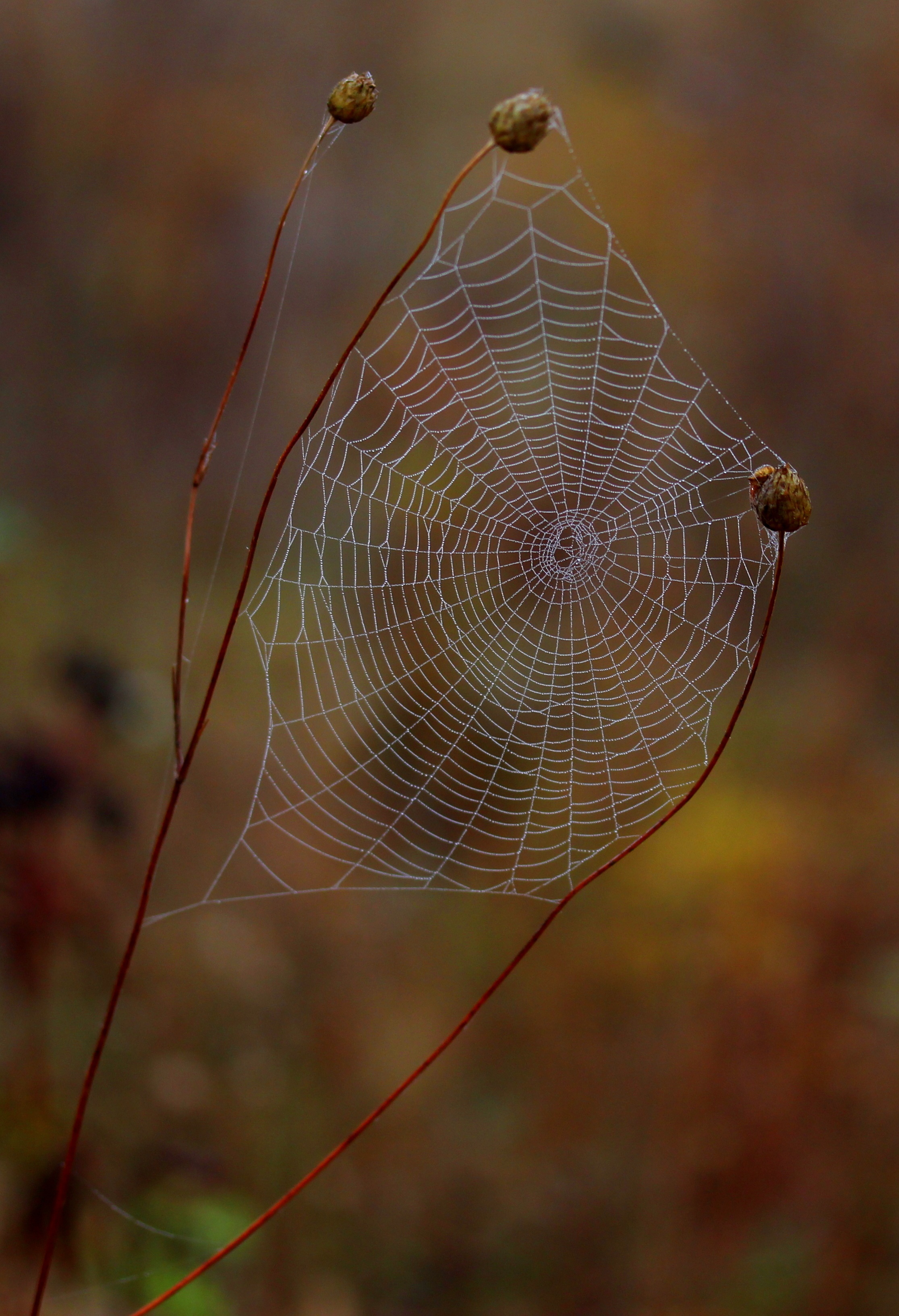 Spider Web Wet Hooked free image download
