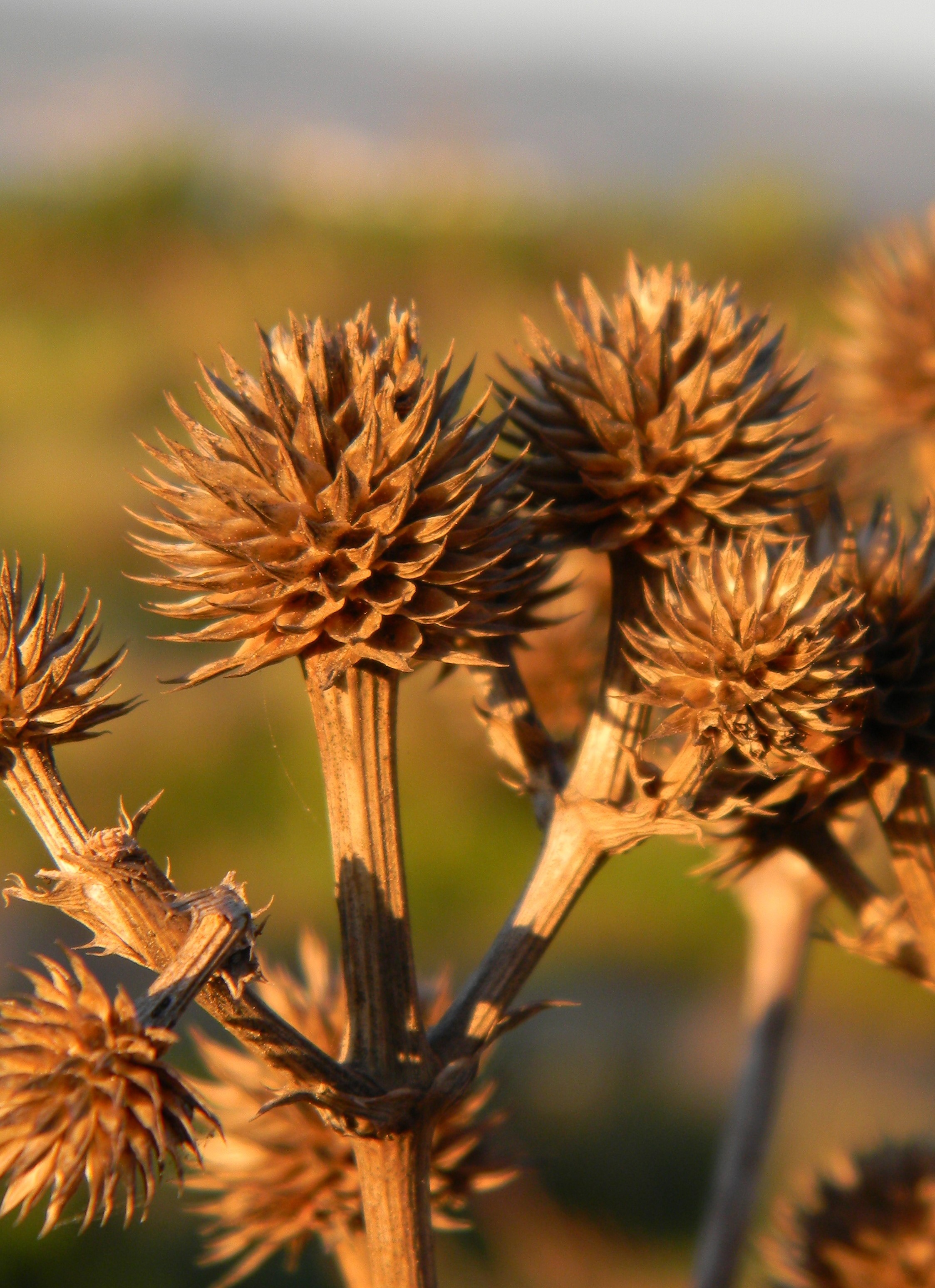 Bush Plant Nature free image download