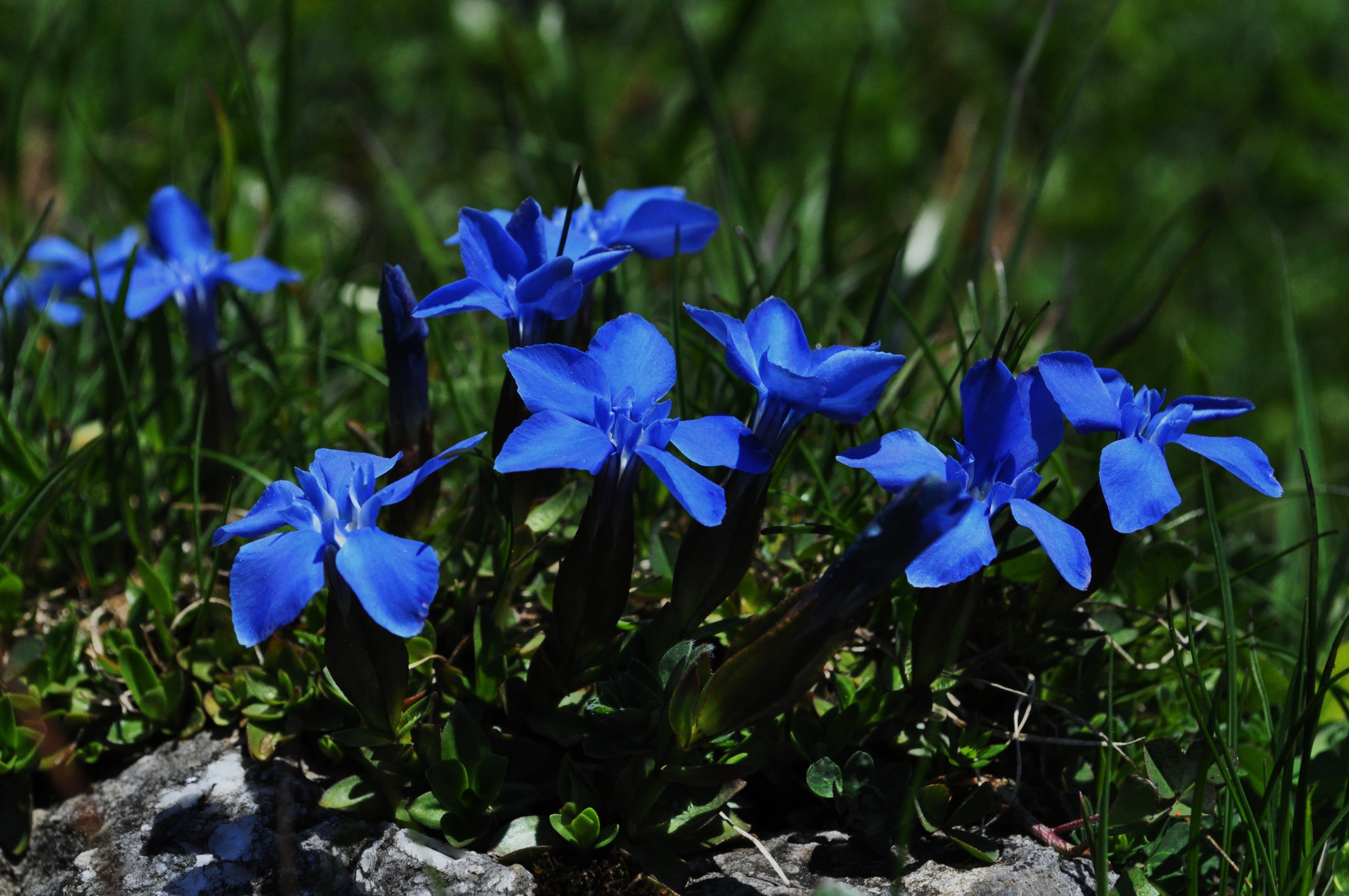 Gentian Blue Close Up free image download