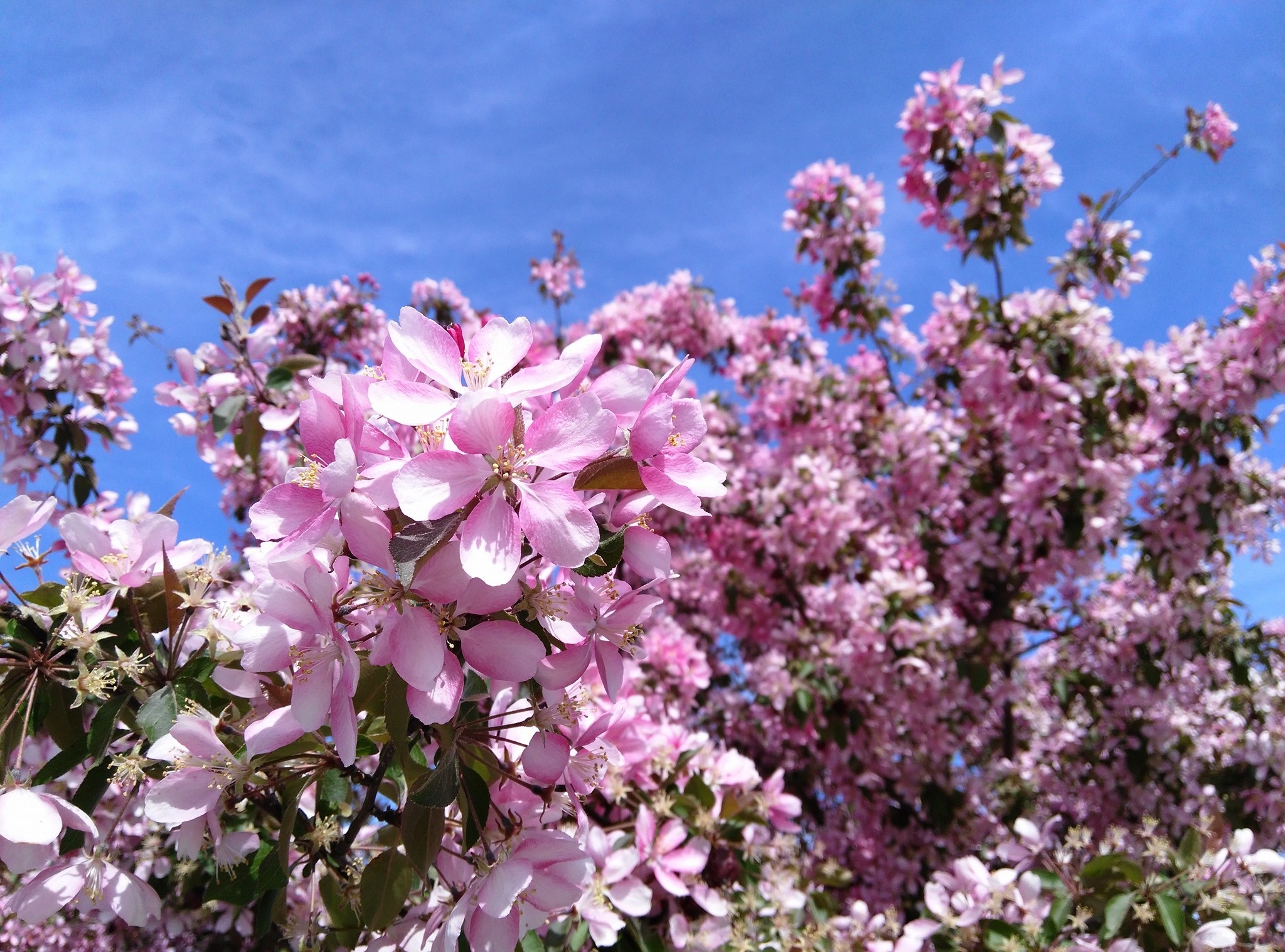 Blossoms Flowers Spring free image download
