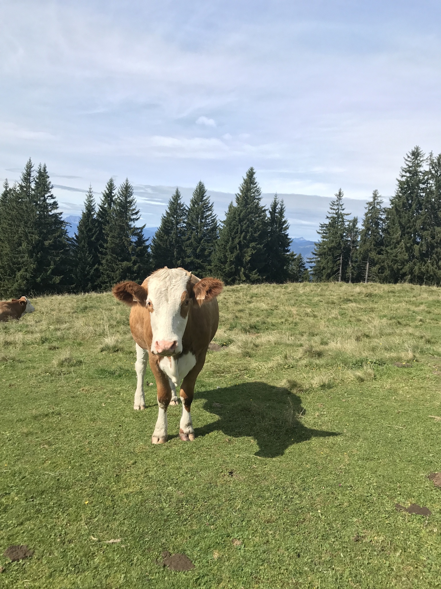 Tyrol Cow Austria free image download