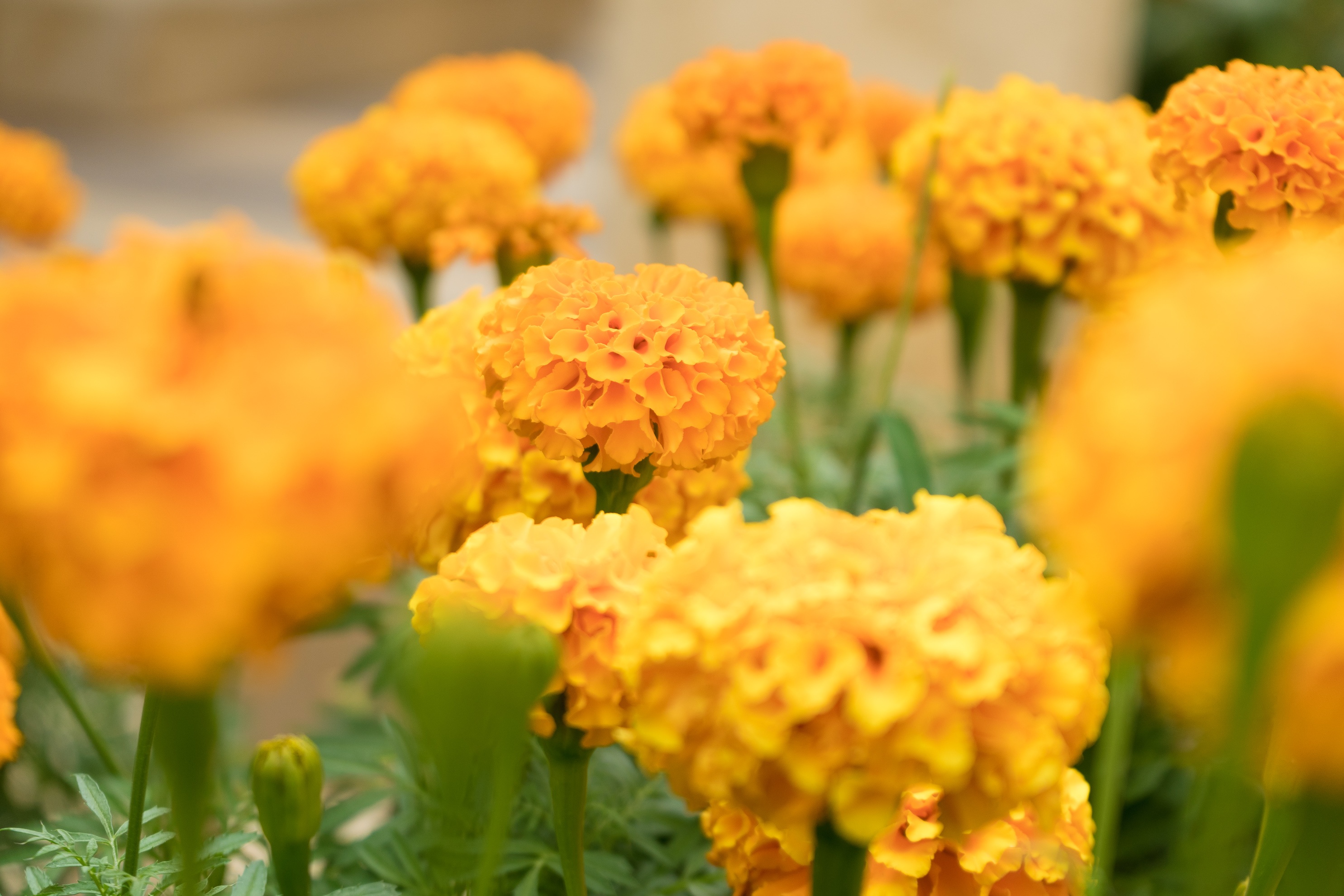 Flowers Yellow Orange free image download