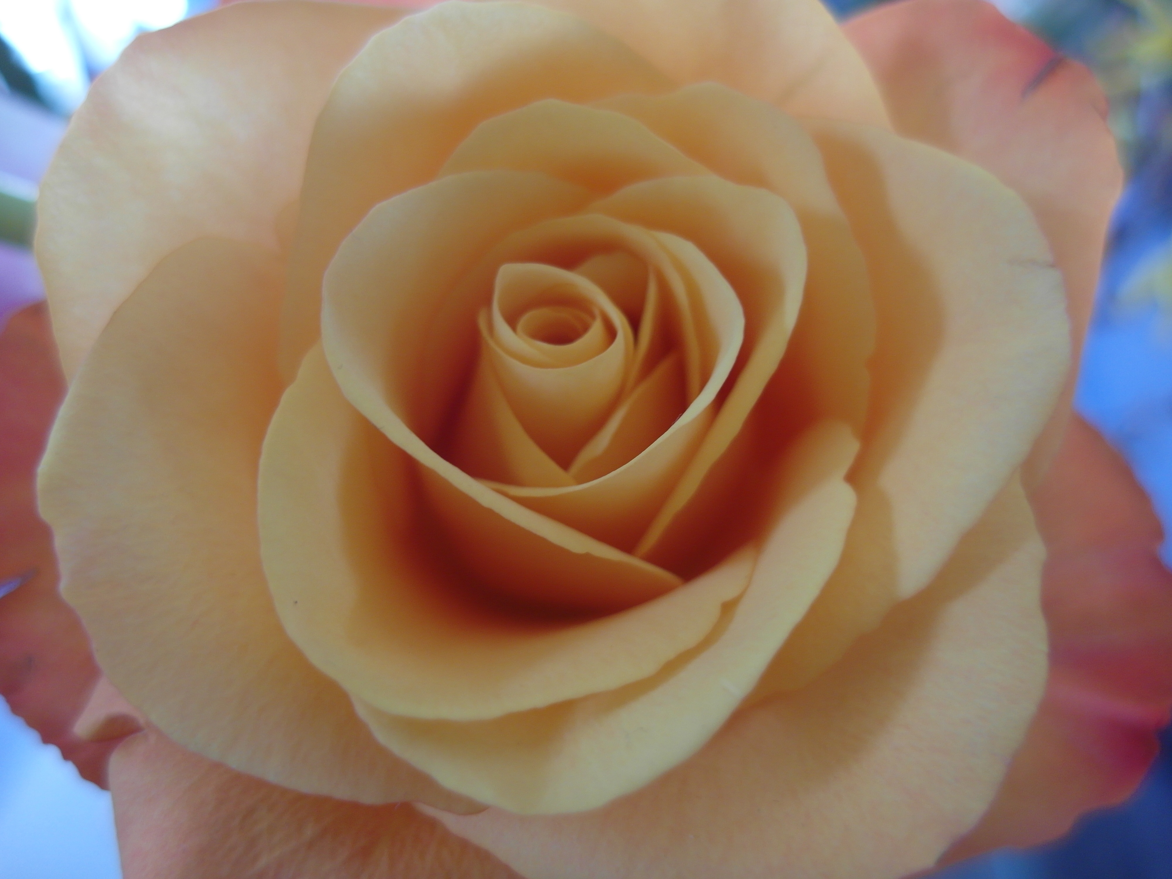 Rose Pink Orange free image download