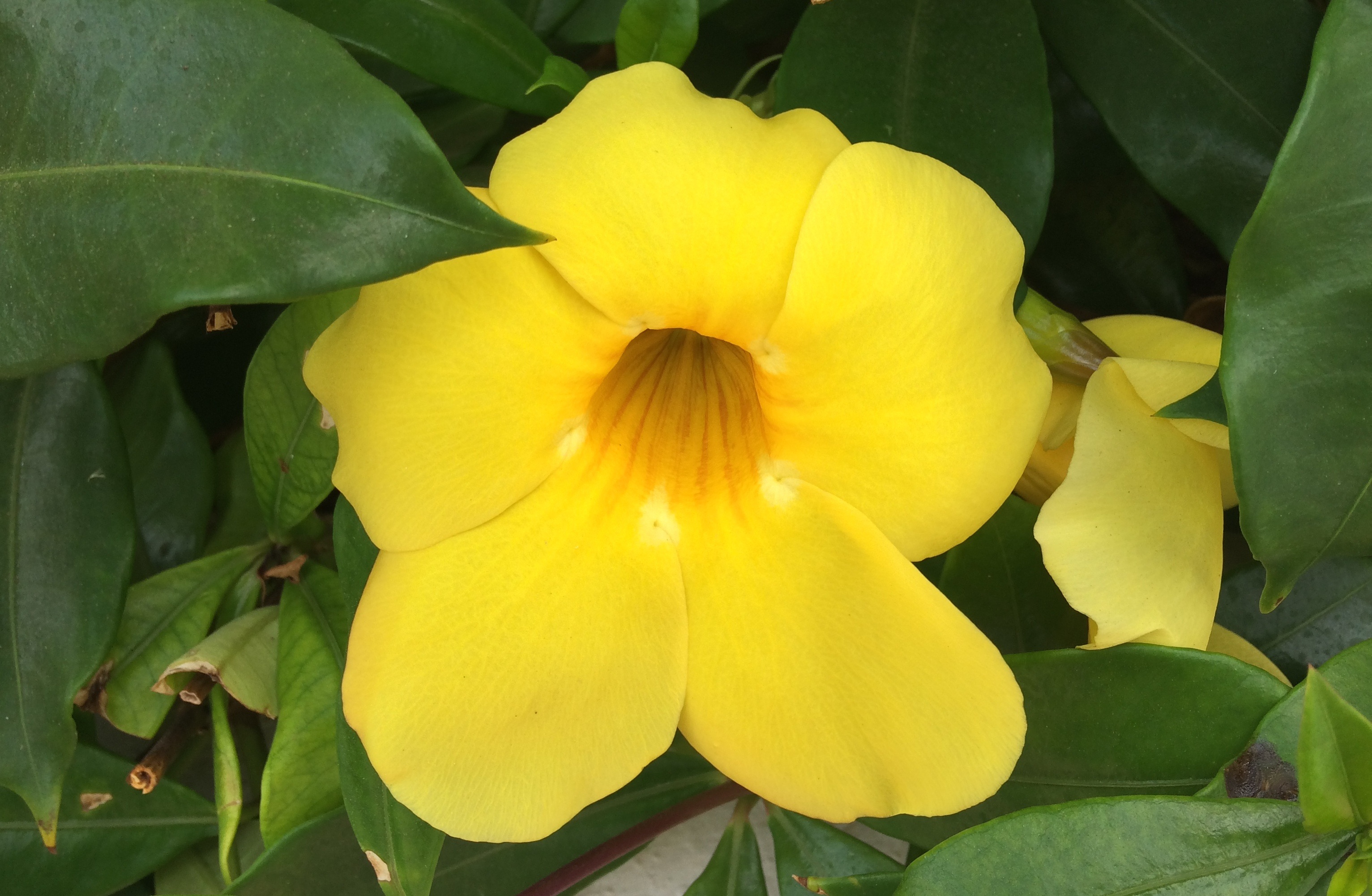Flower Petal Yellow free image download