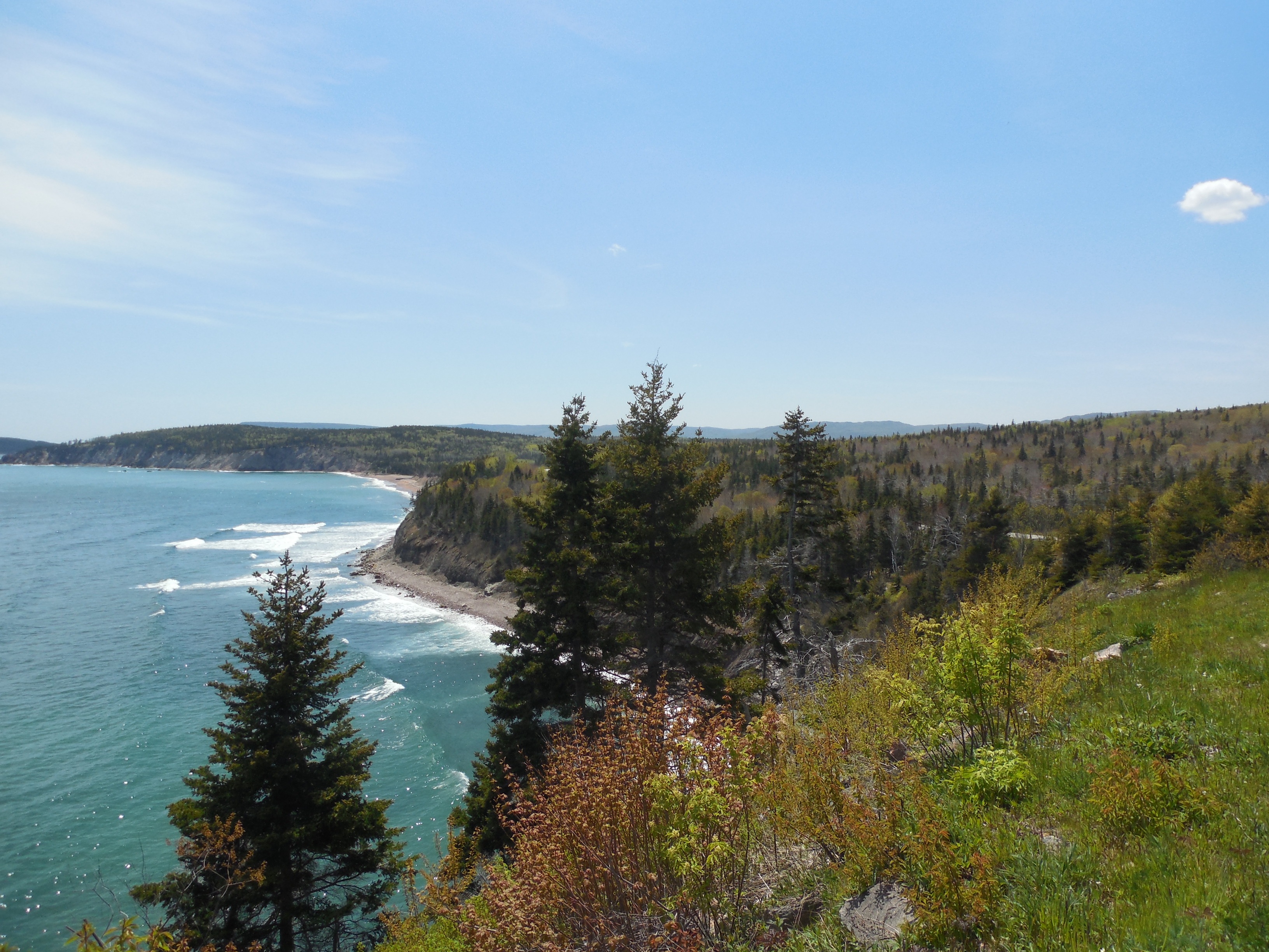 Shore Ocean Trees free image download