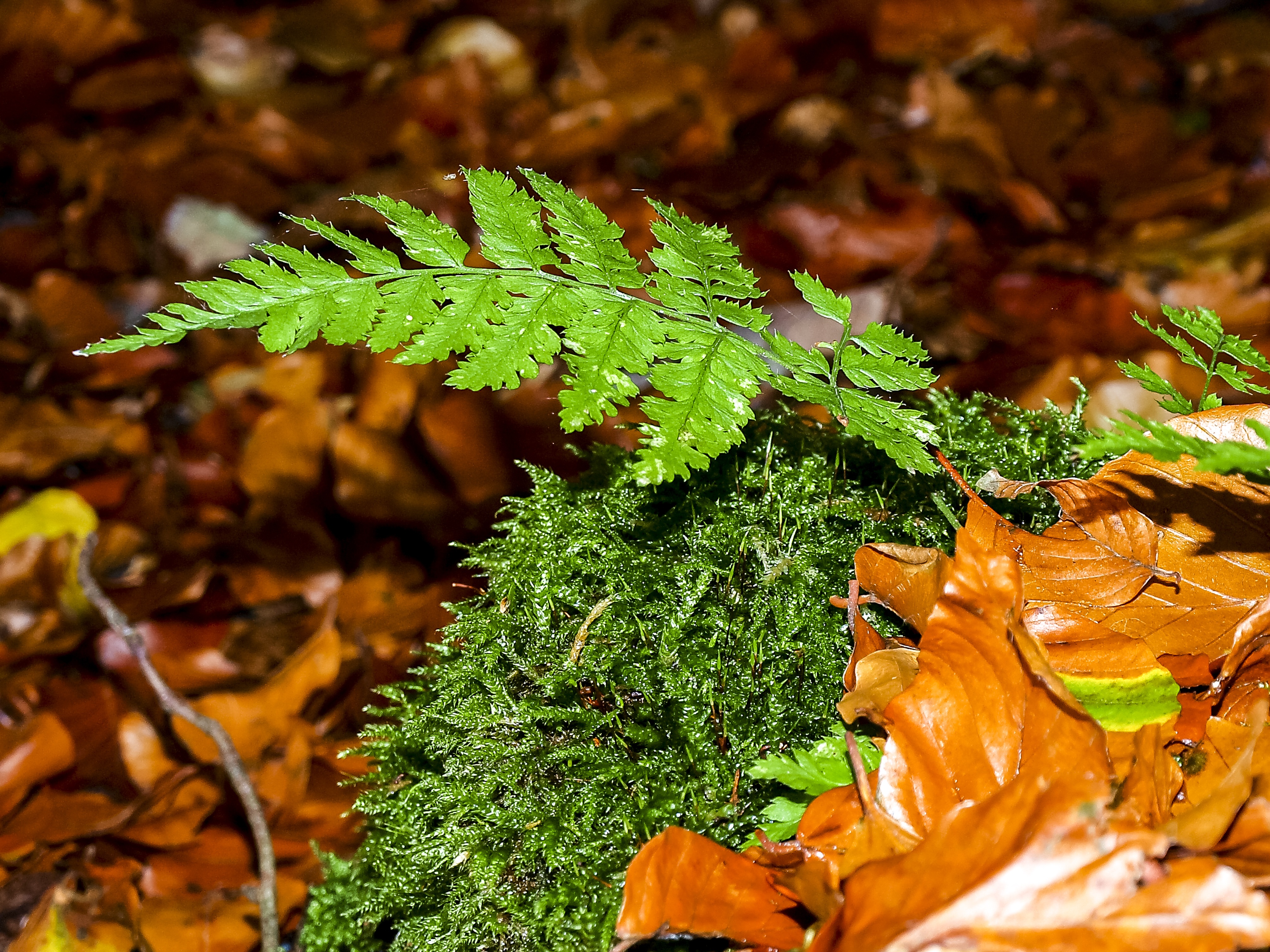 Fern Plant Forest free image download