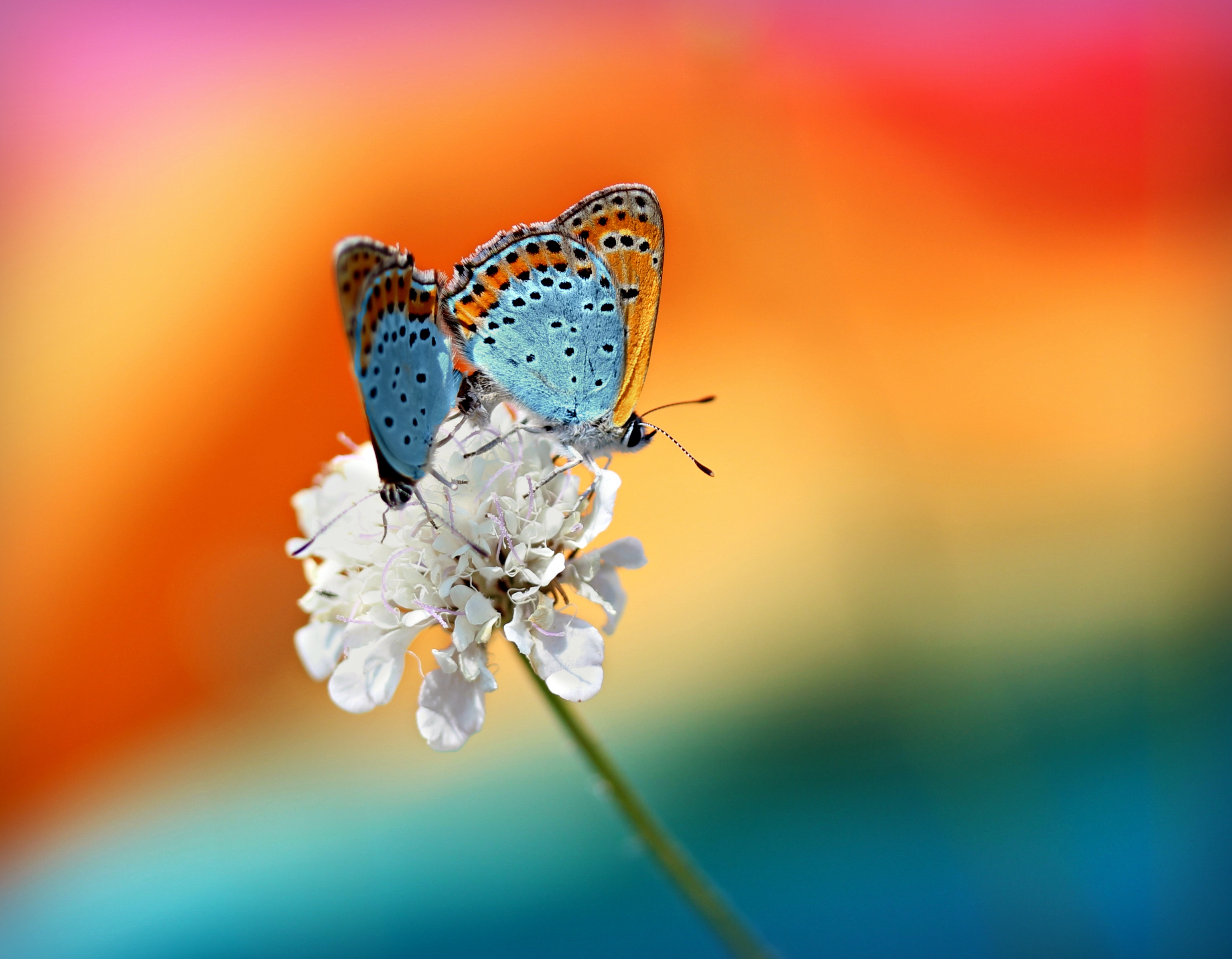 Butterfly Pair Mating free image download
