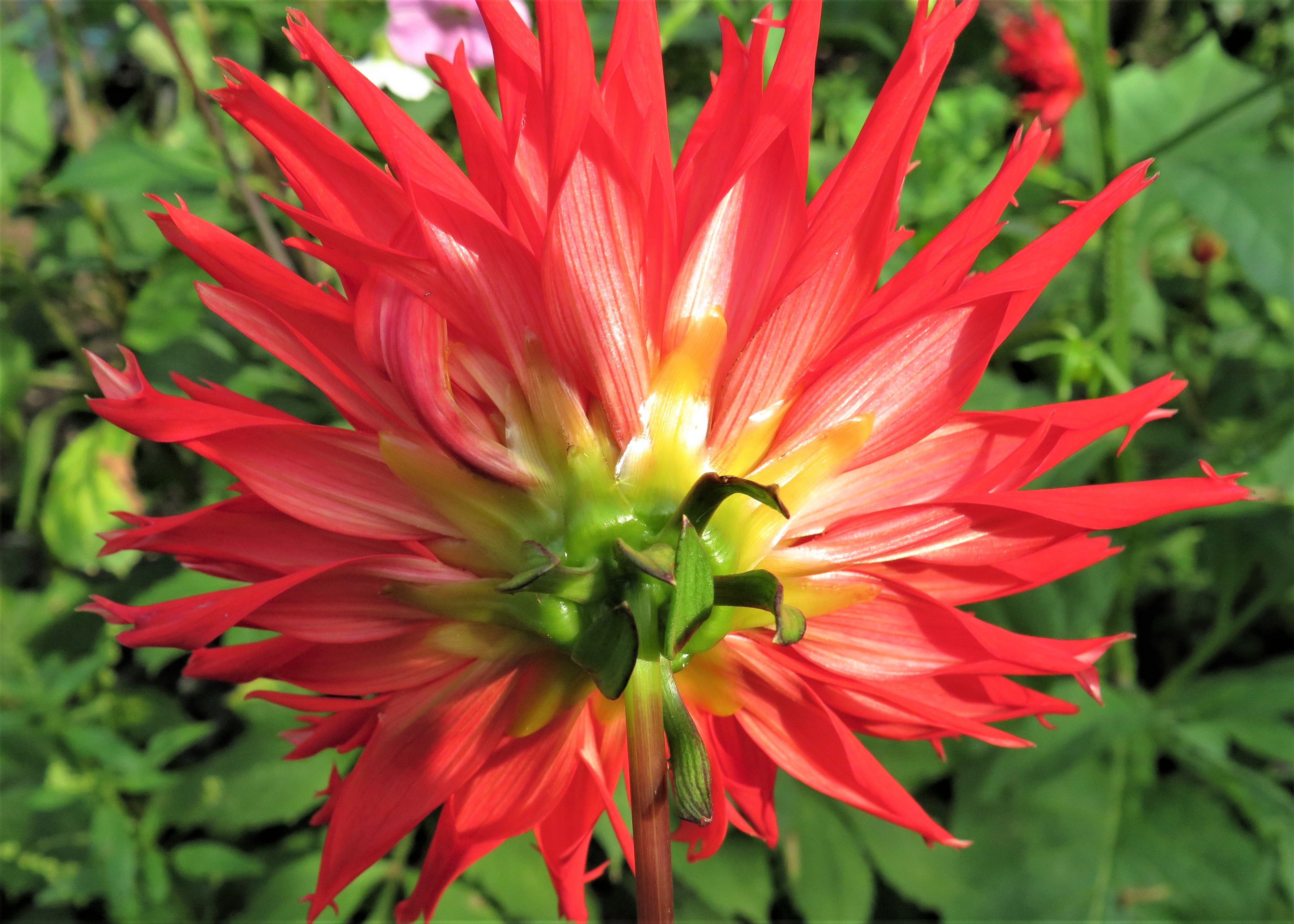 Dahlia Spiky Red free image download