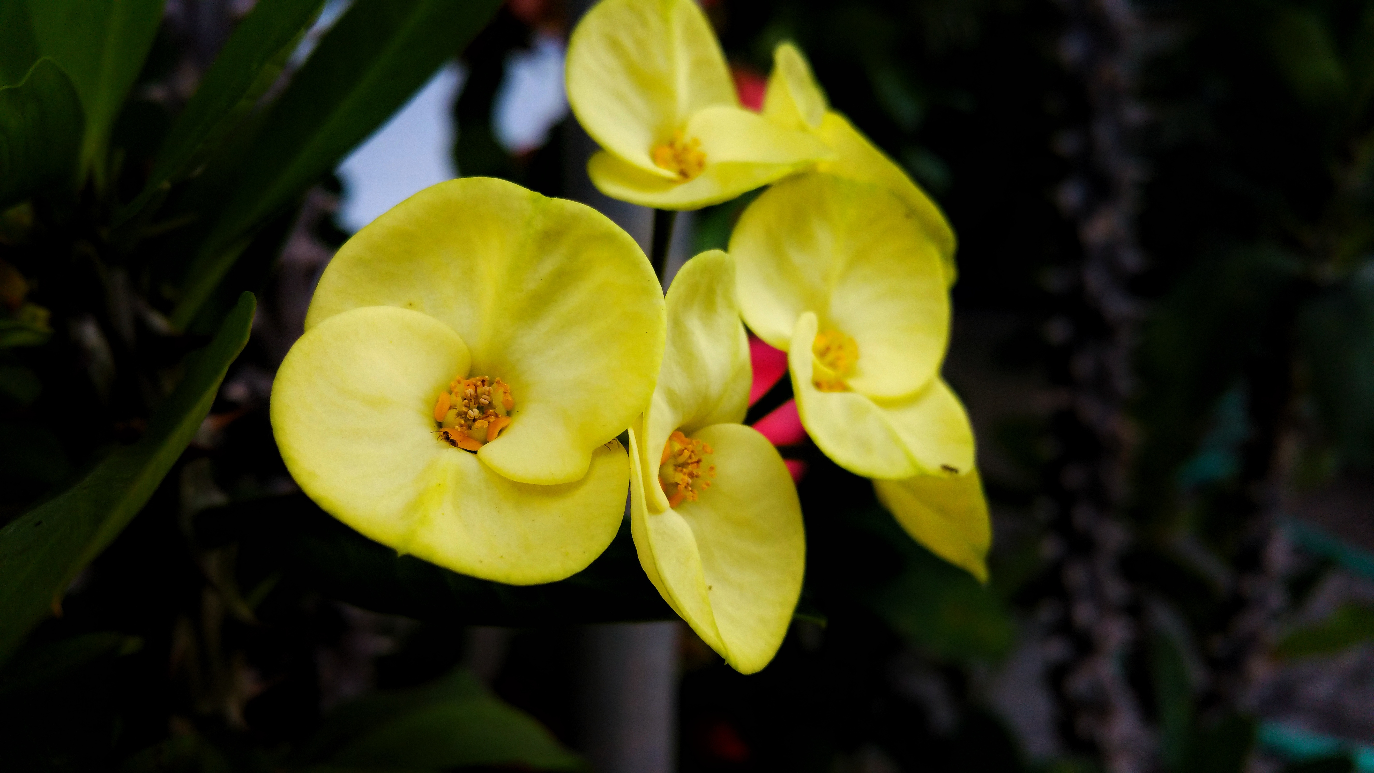 Flower Yellow Belize free image download