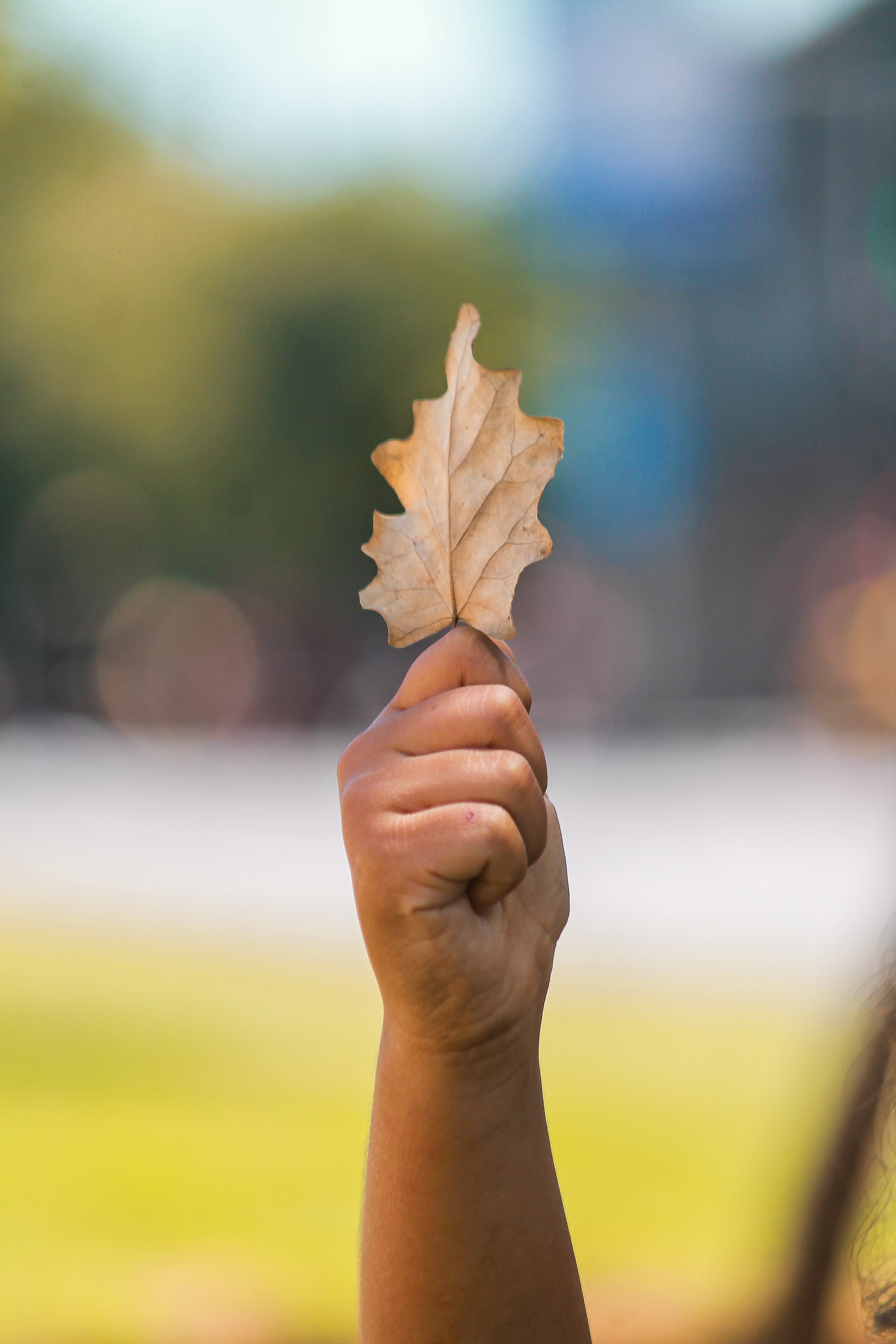 Leaf Yellow Autumn free image download