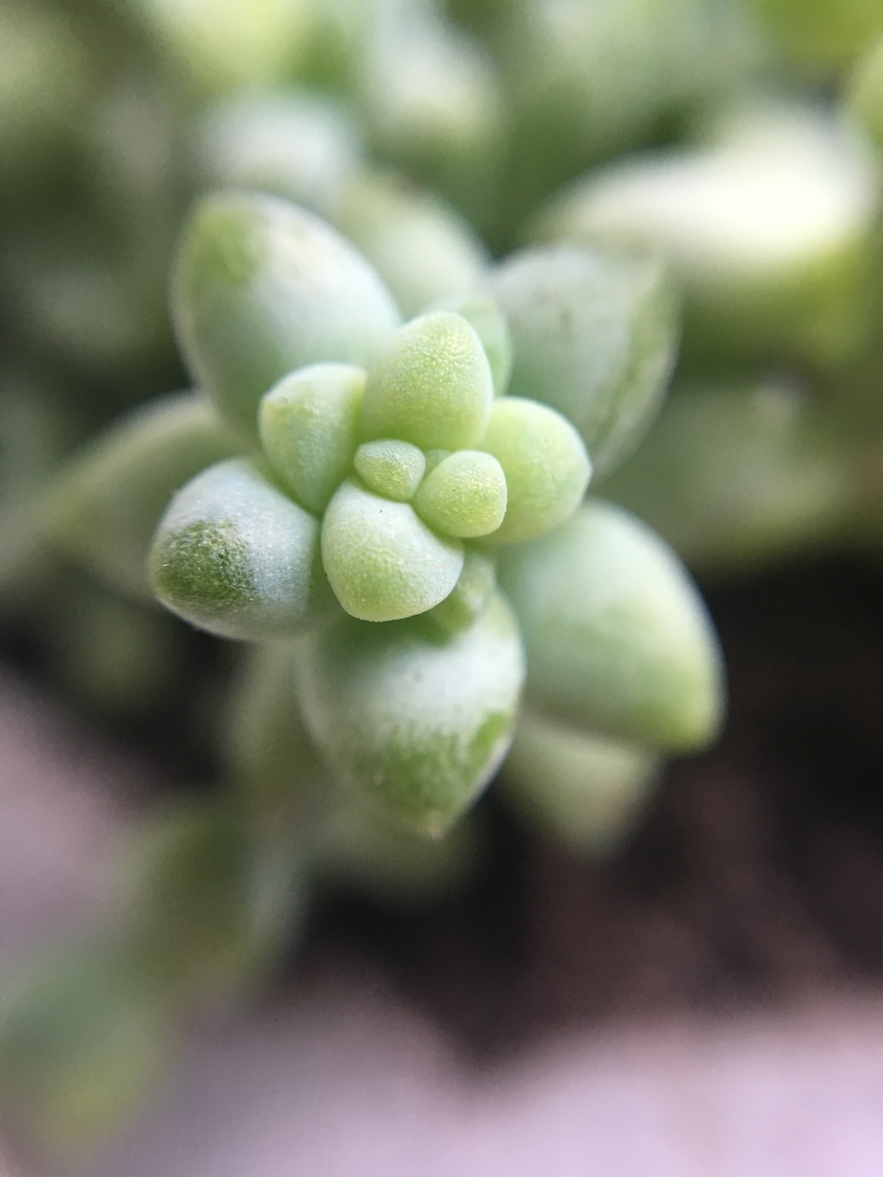 Green Succulent Plant free image download