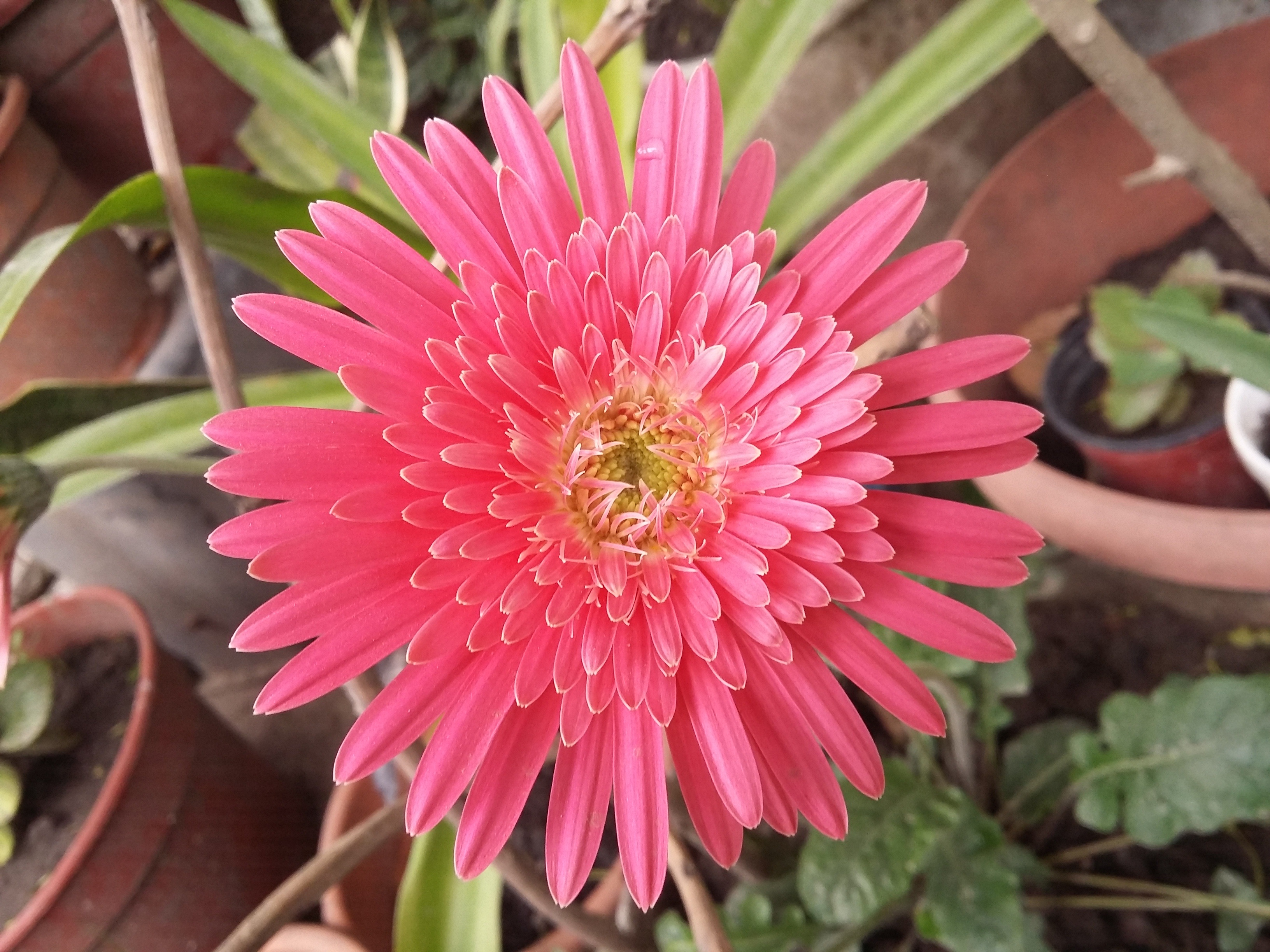 Flower Pink Garden free image download