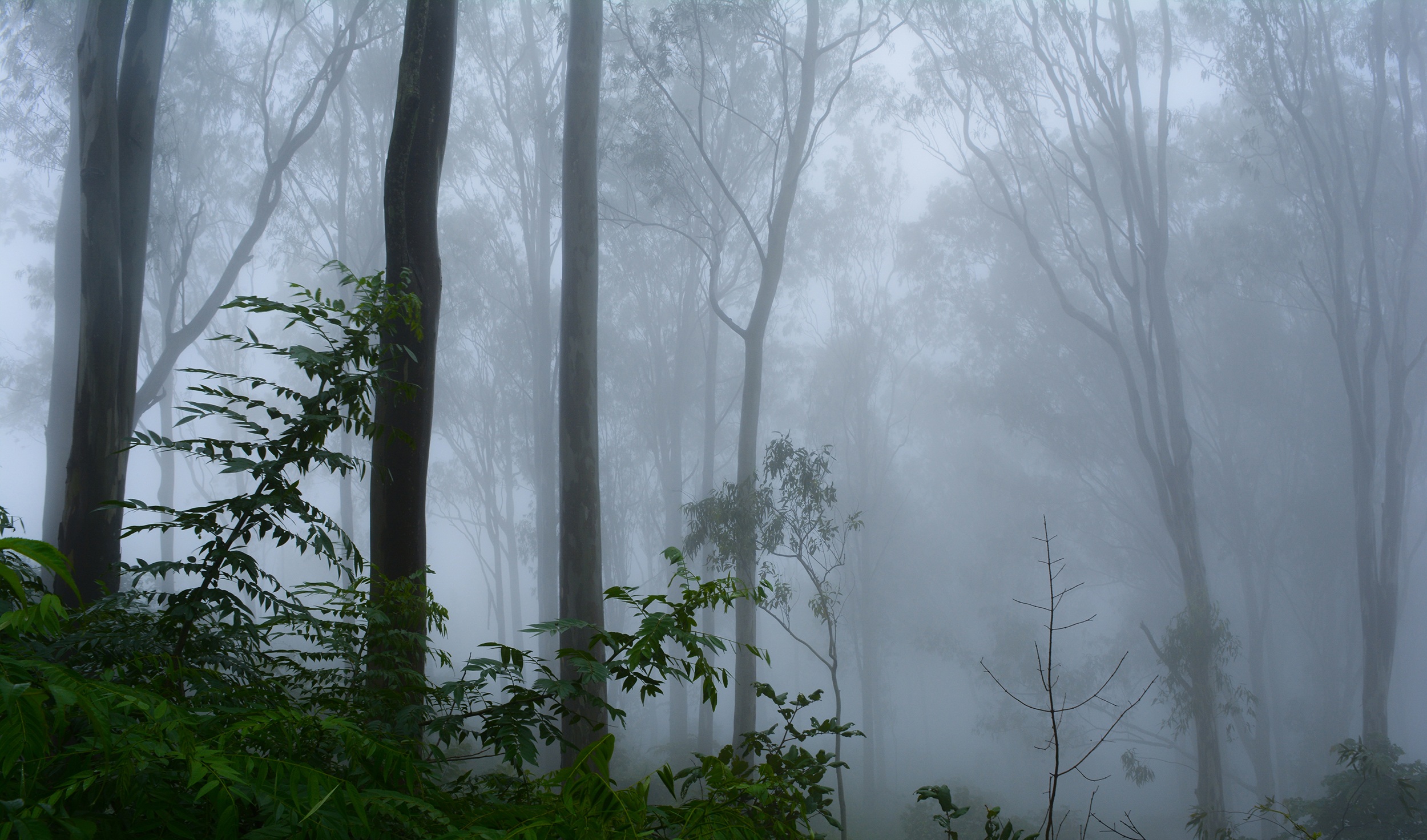 Fog Trees Nature free image download