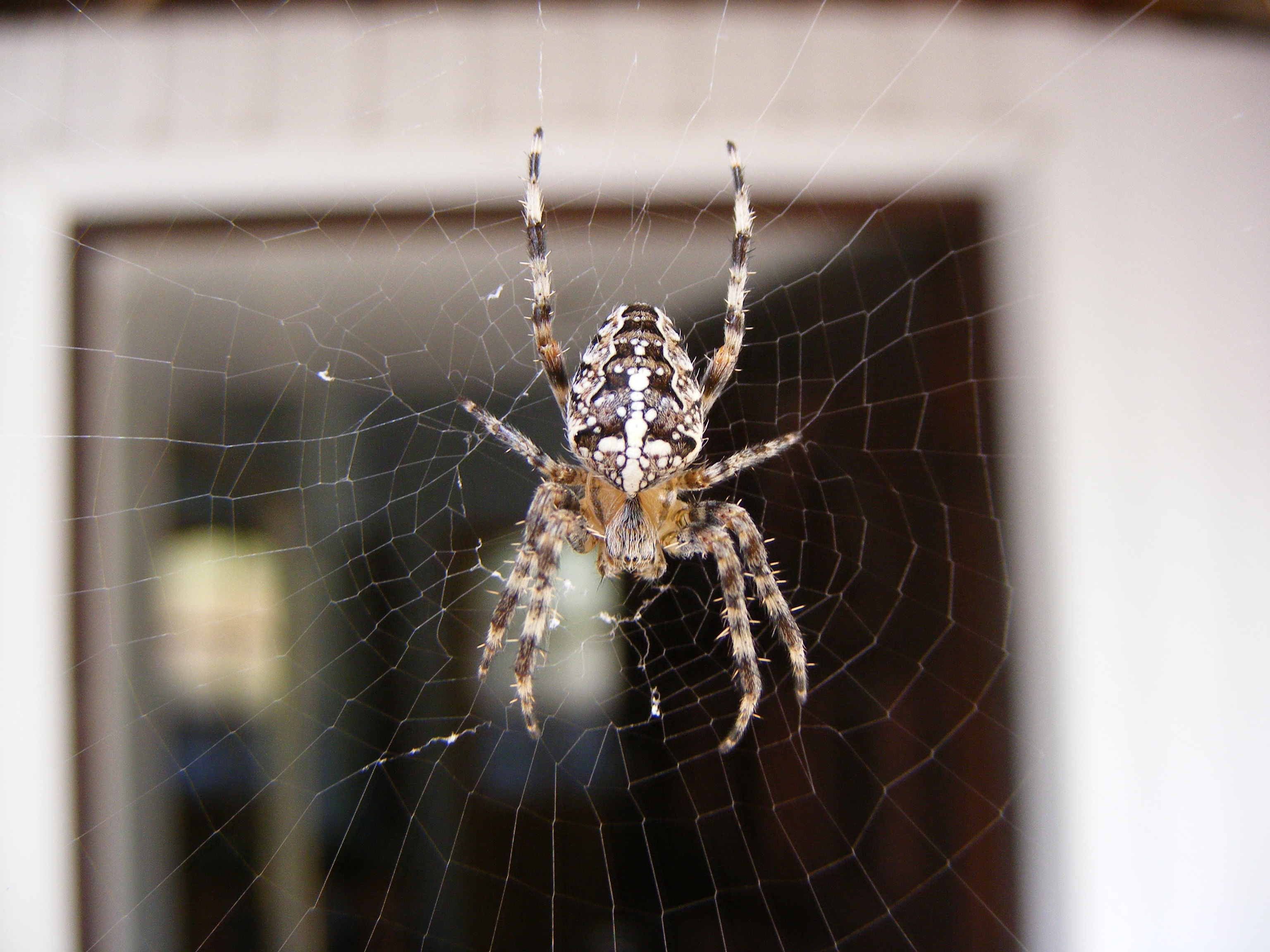 Spider Nature Cobweb free image download