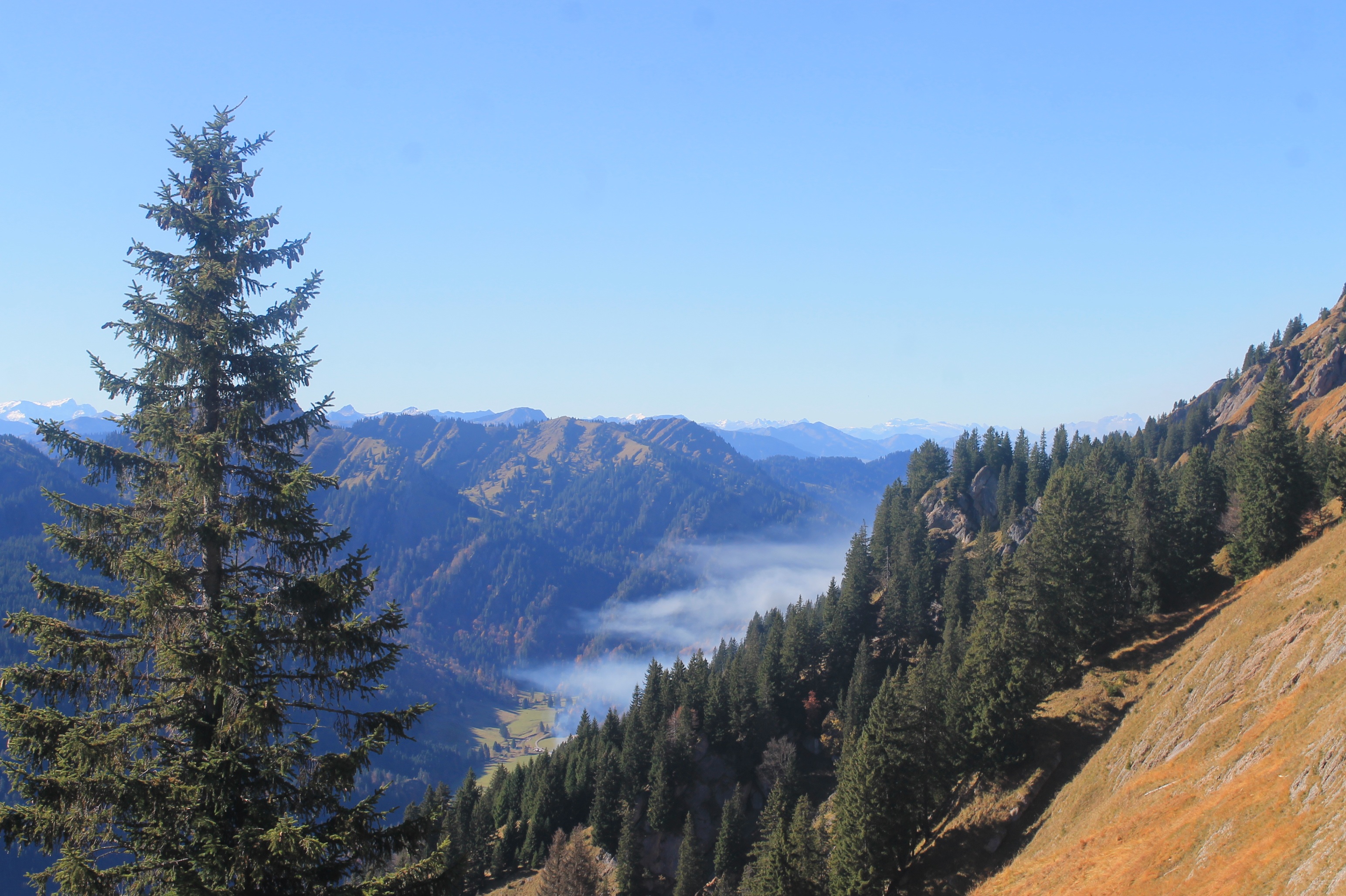 Nature Fog free image download