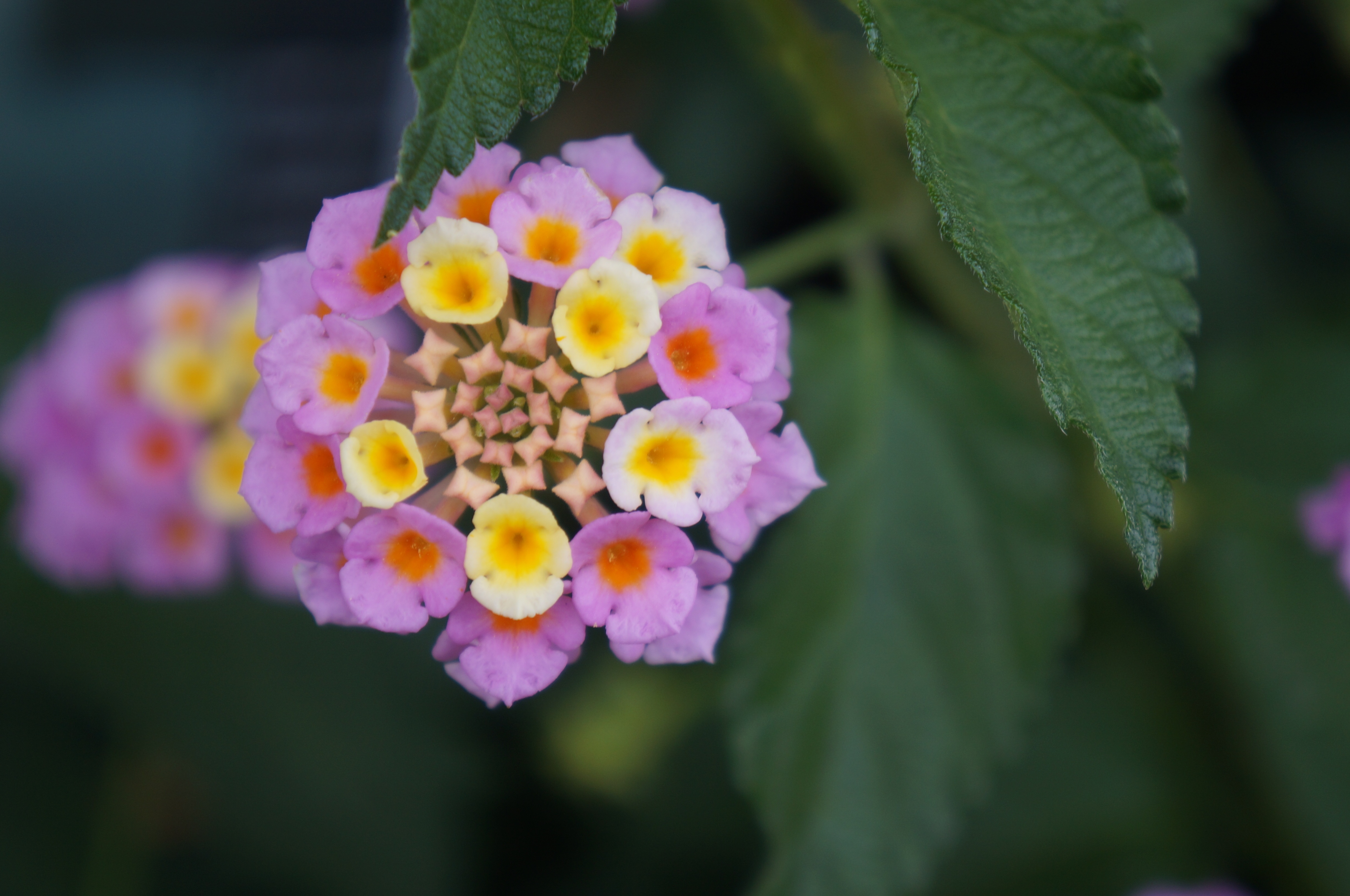 Flower Pretty Colorful free image download
