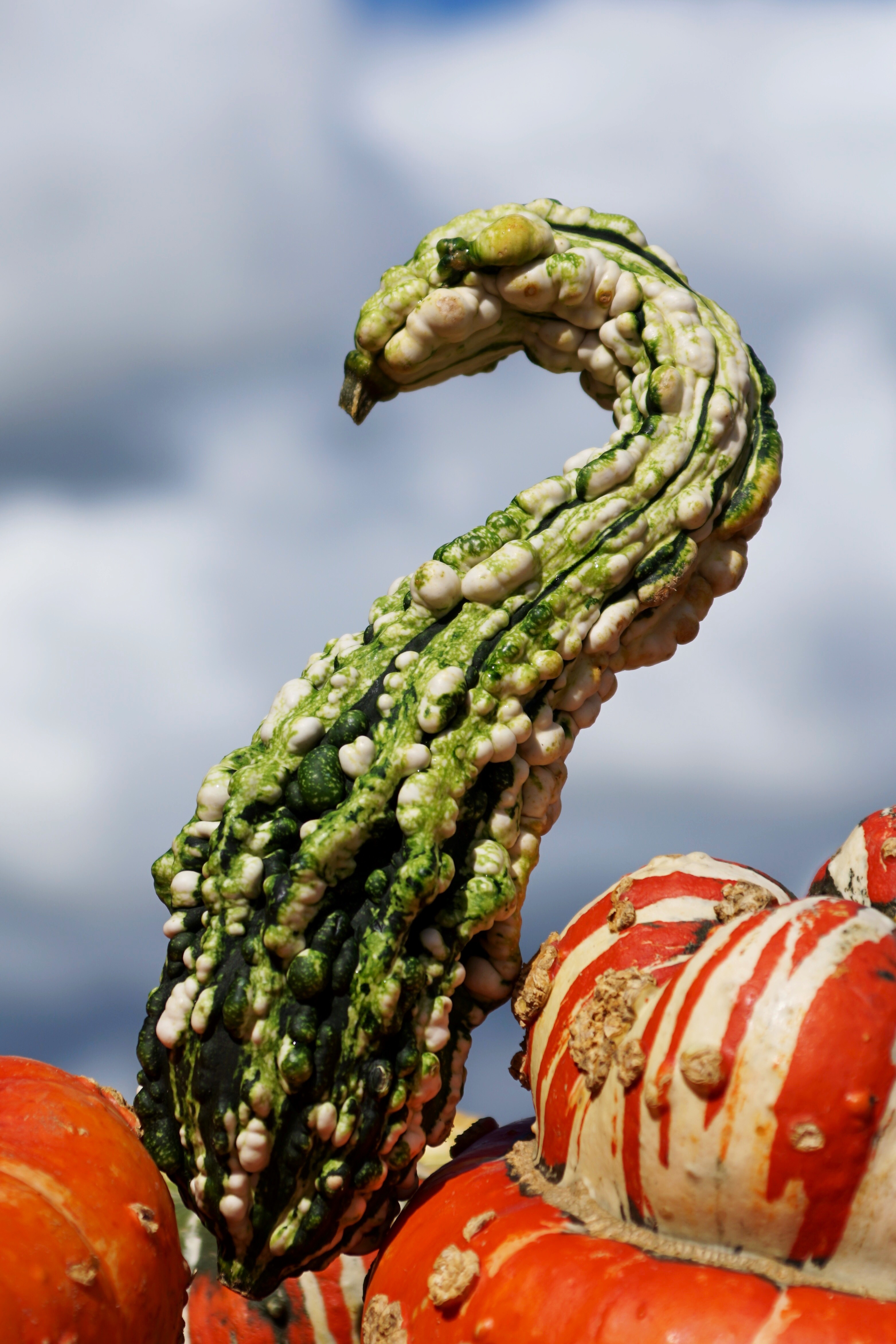 Pumpkins Decorative Squashes free image download