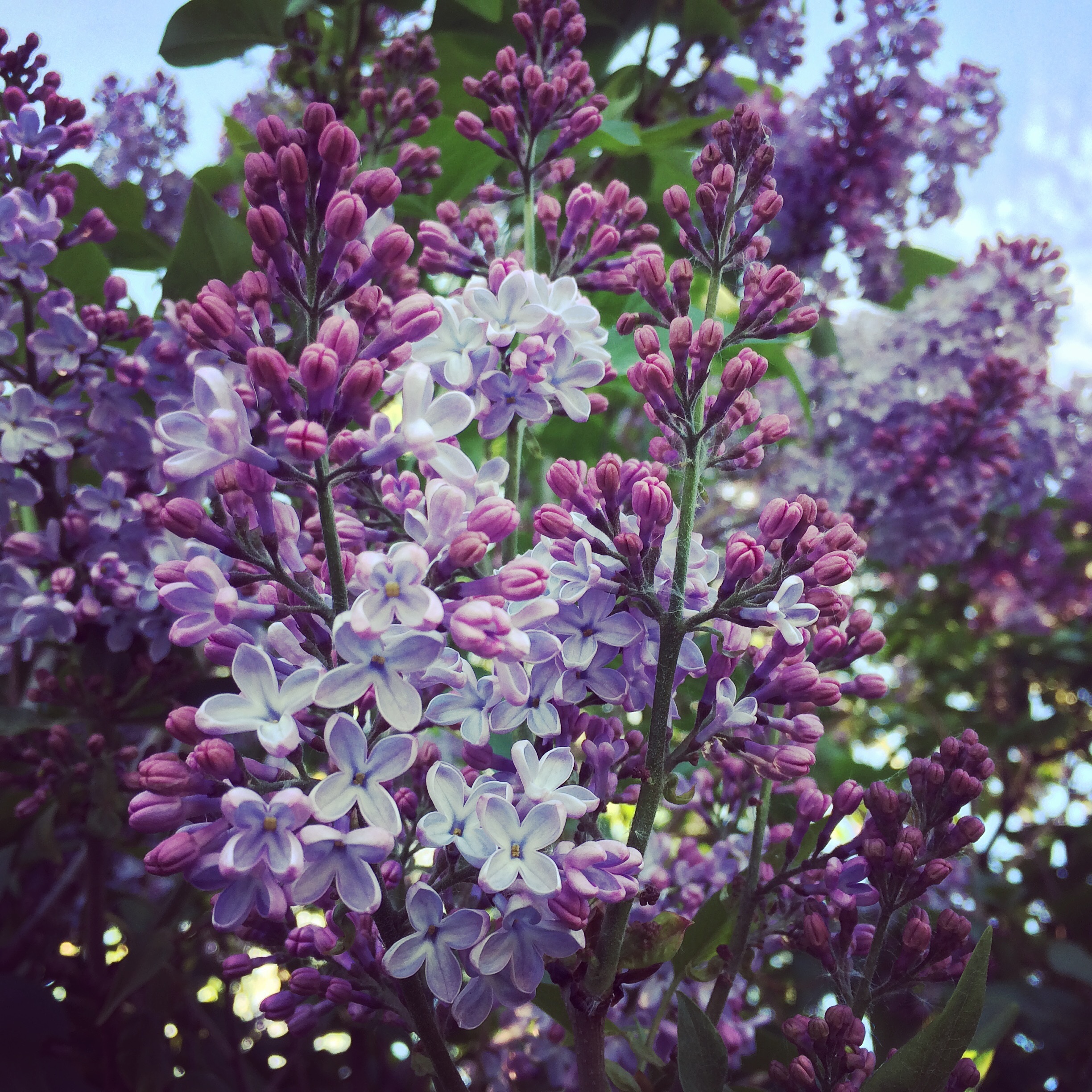 Lilac Summer Nature free image download
