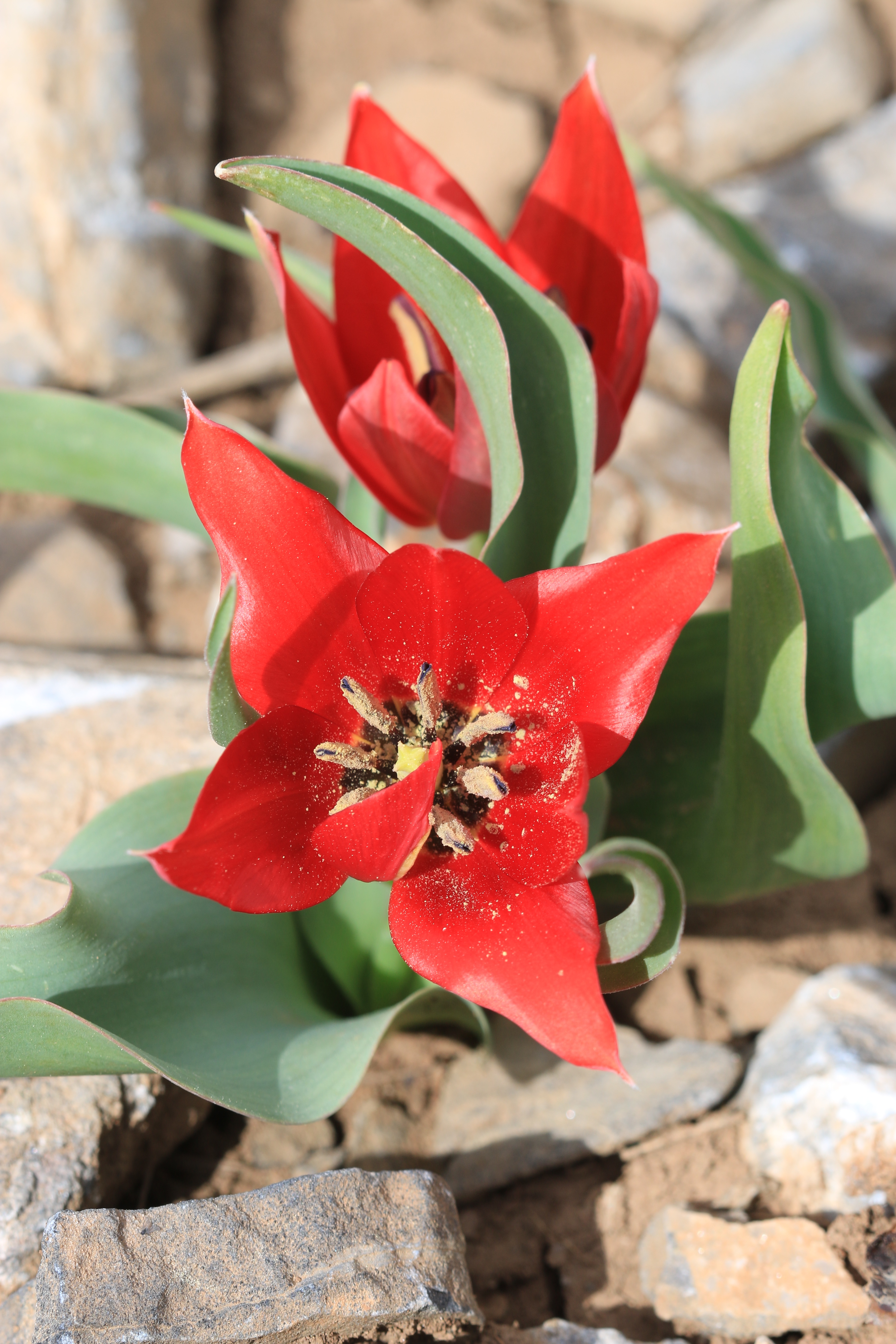 Green Red Flower free image download