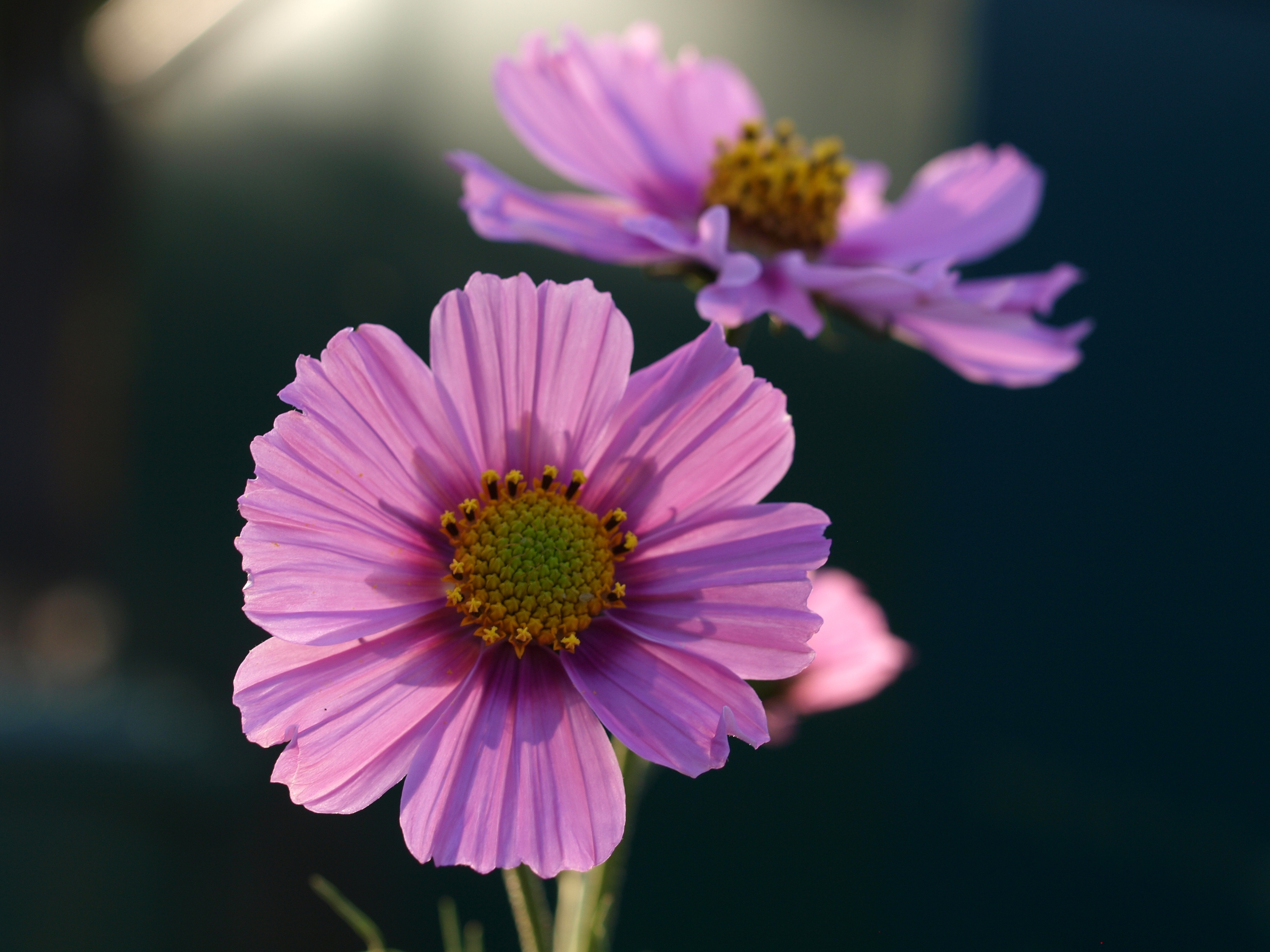 Aster Flower free image download