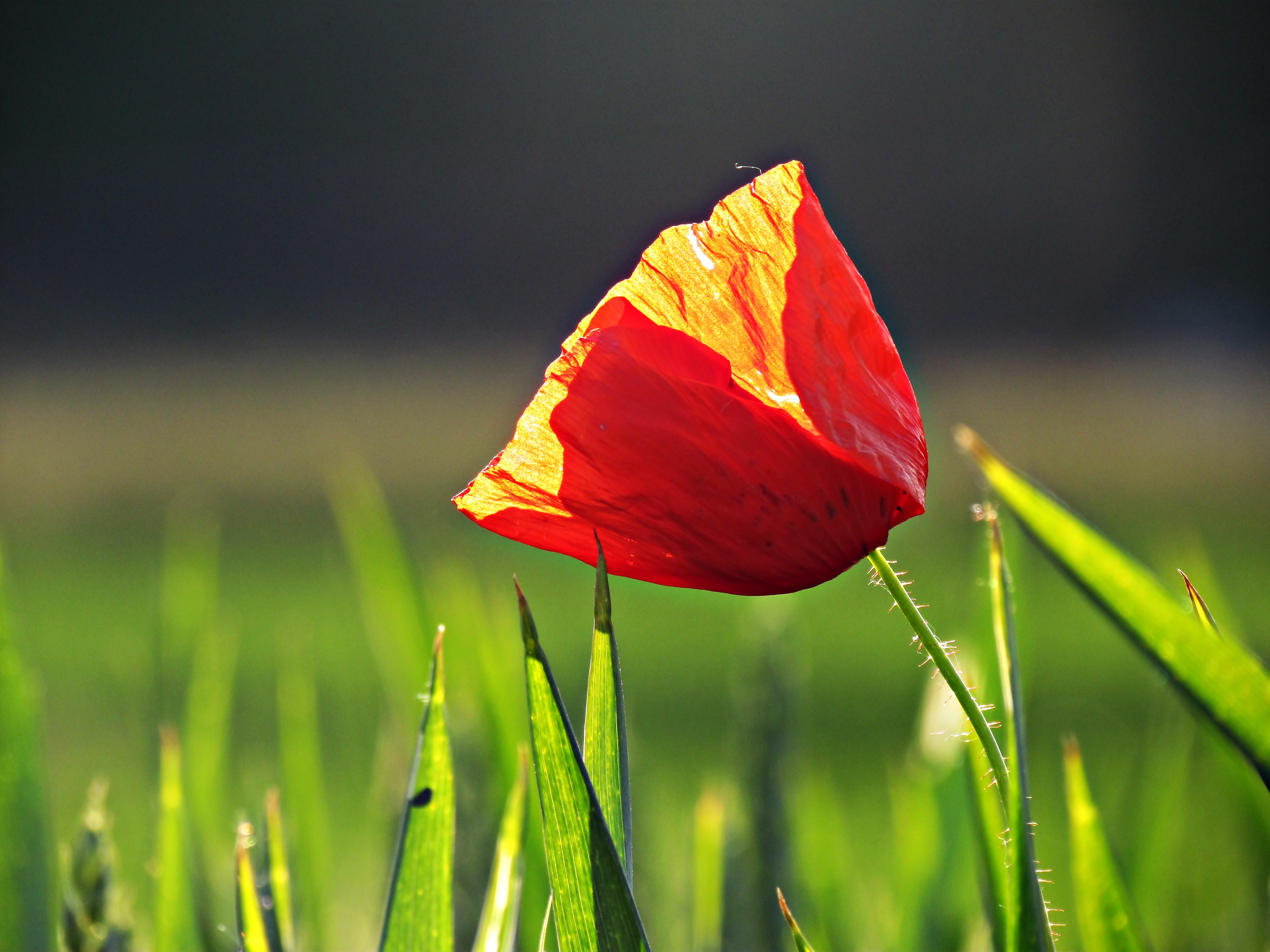Flower Nature Spring free image download