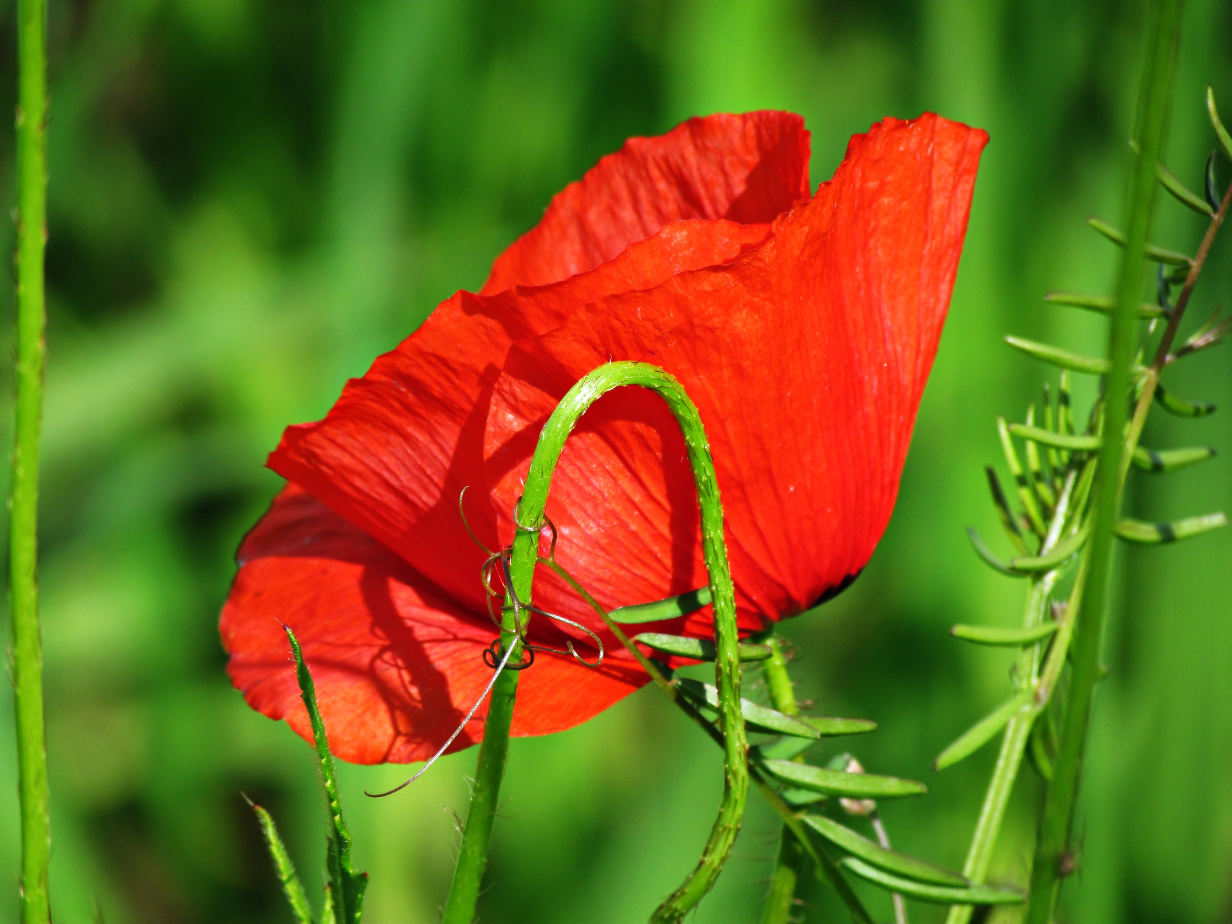 Nature Poppy Green free image download