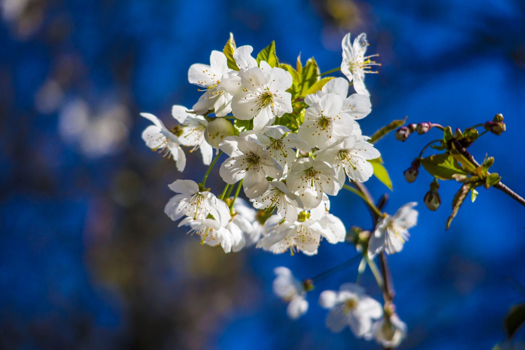 Spring Cherry Blossom free image download