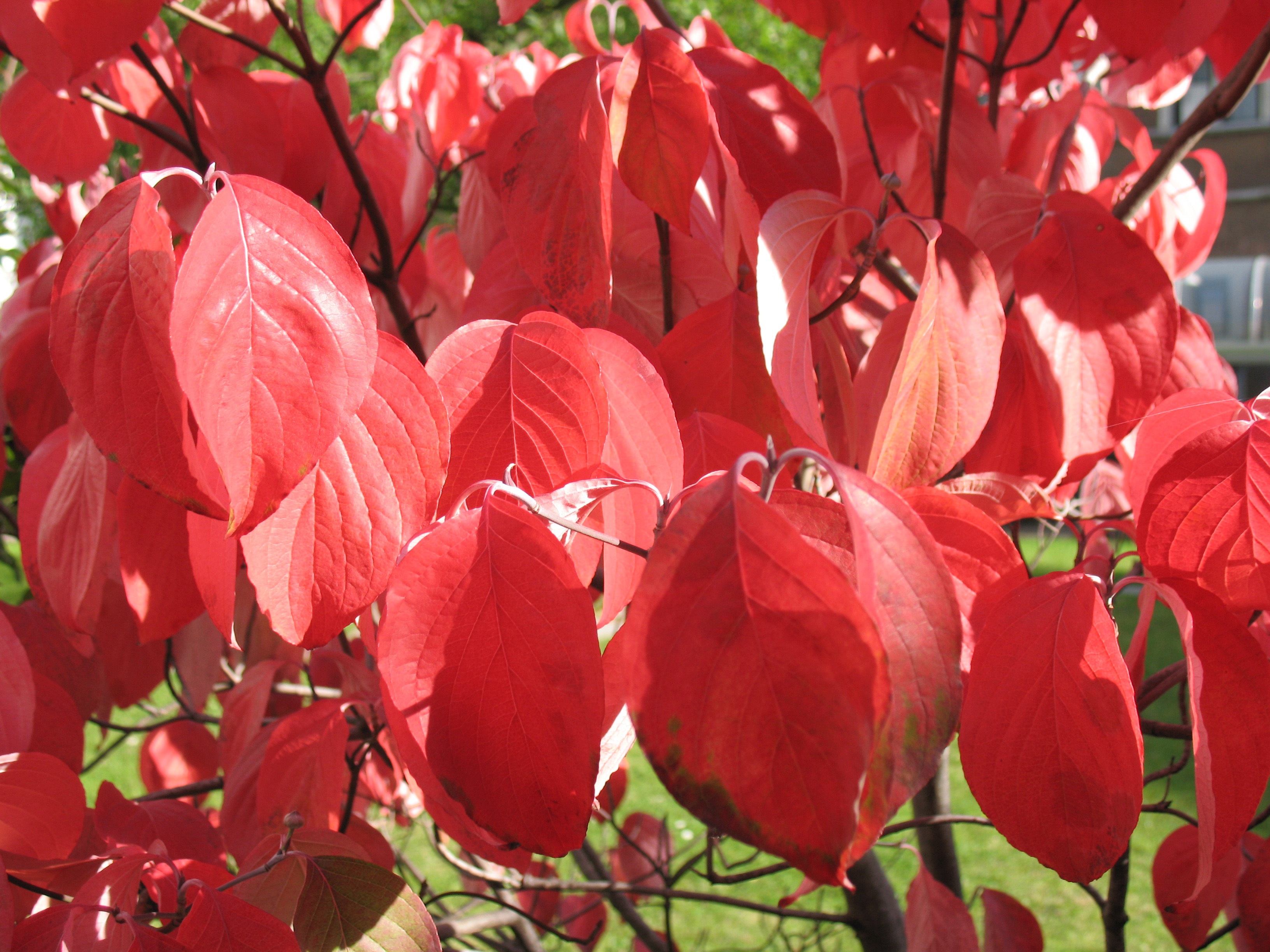 Cornus Autumn Bush free image download