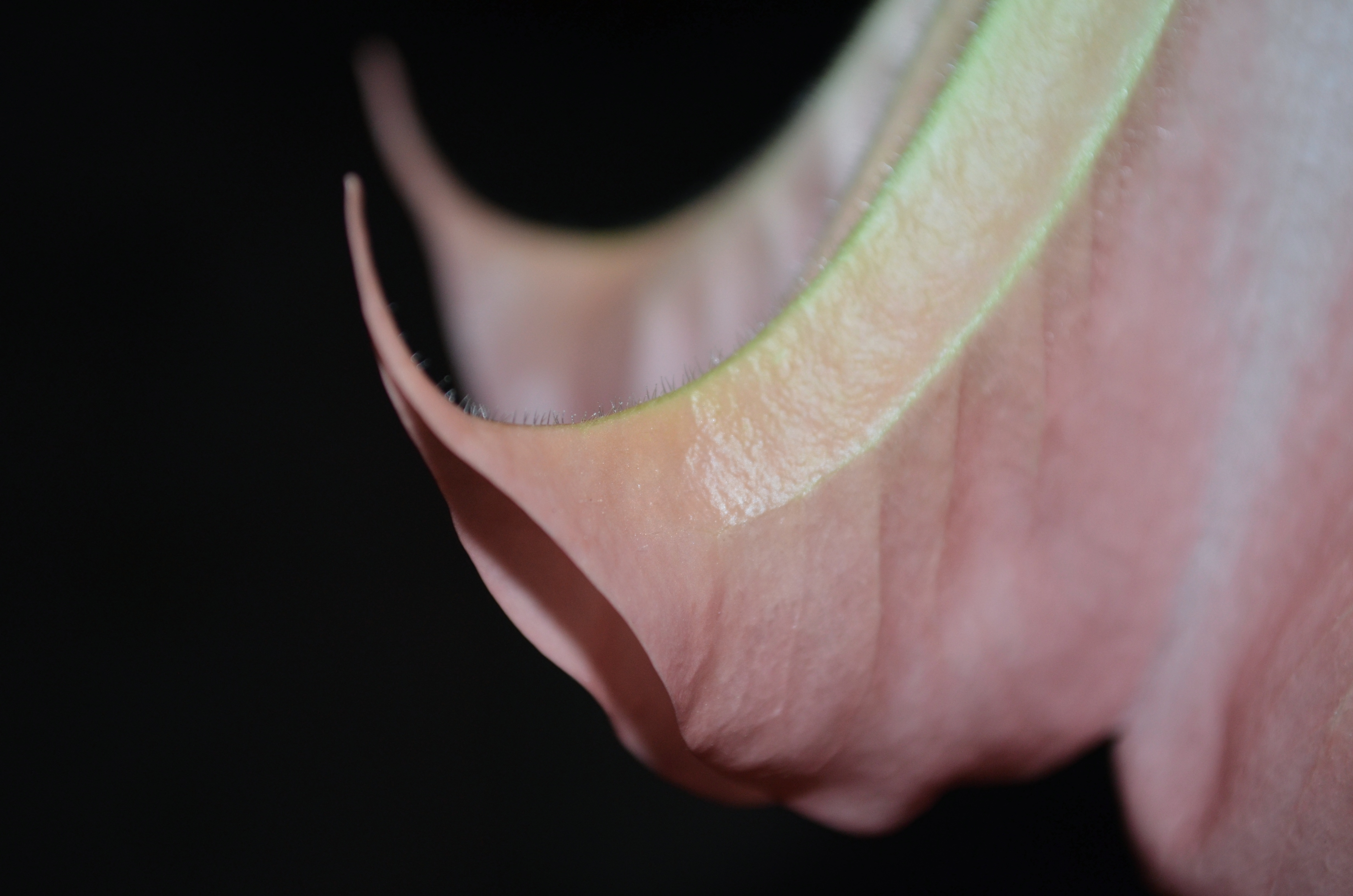 Bell Flower Jimson Weed Tree free image download