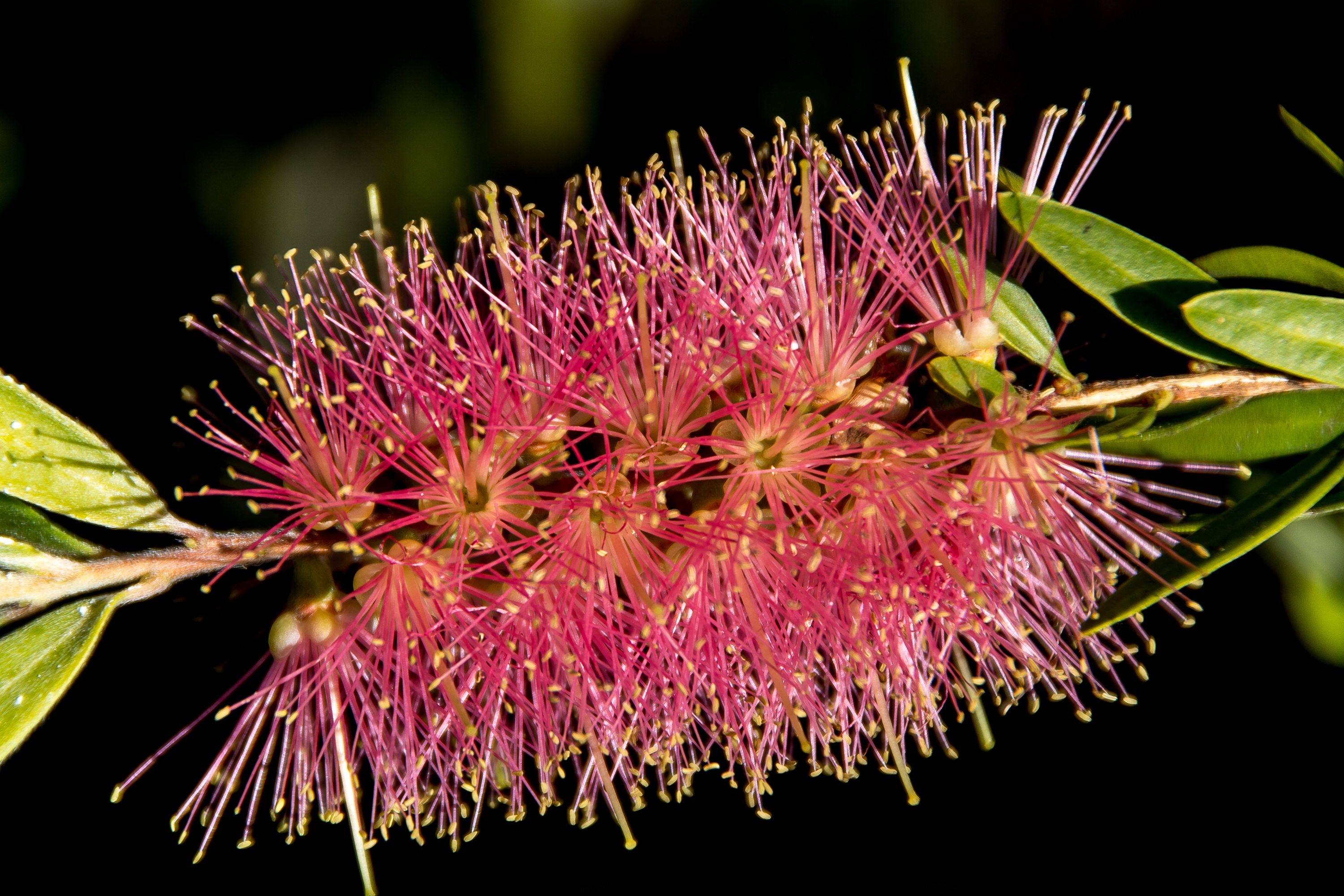 Bottlebrush Flower Callistemon free image download