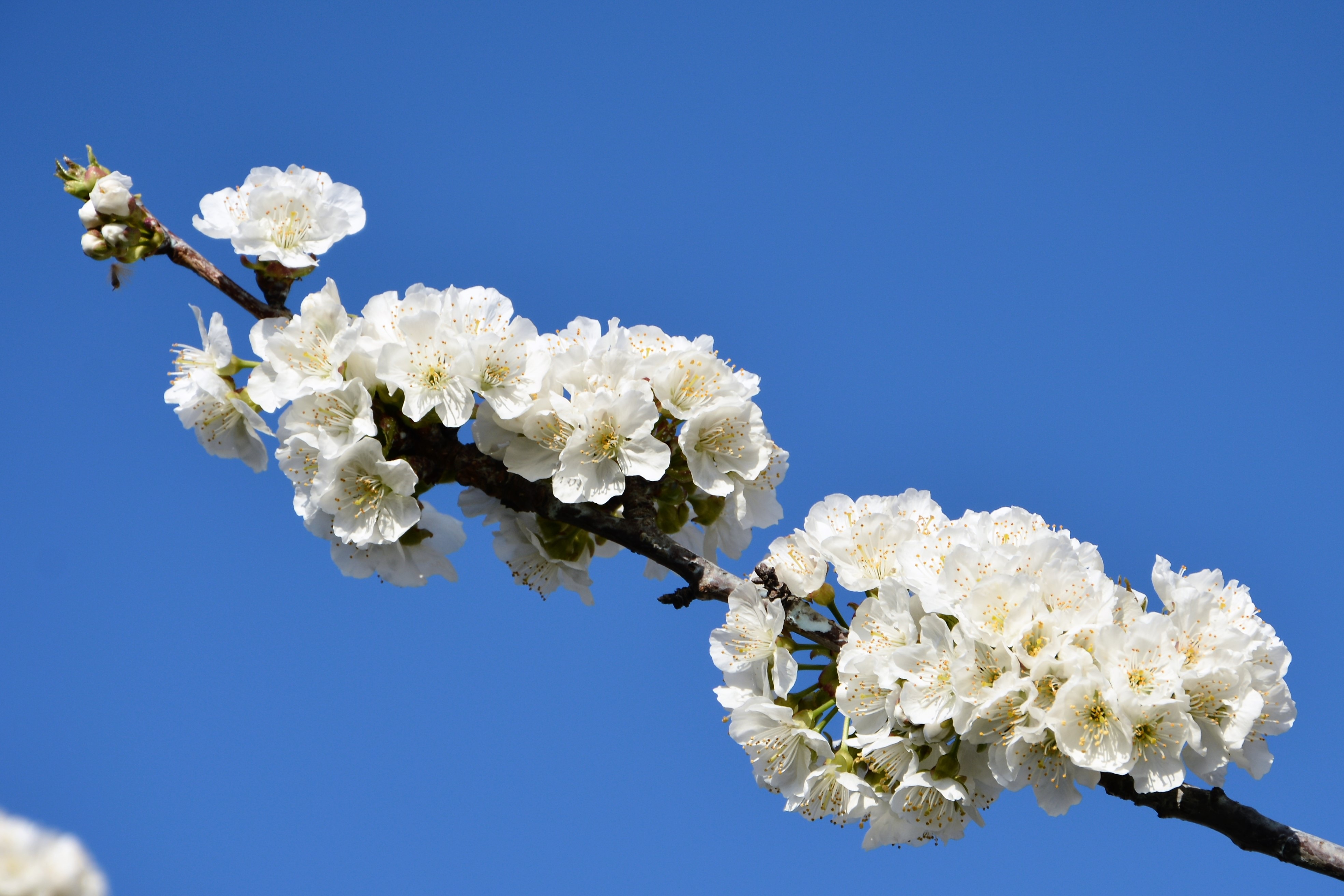 Cherry Flower Sprig free image download